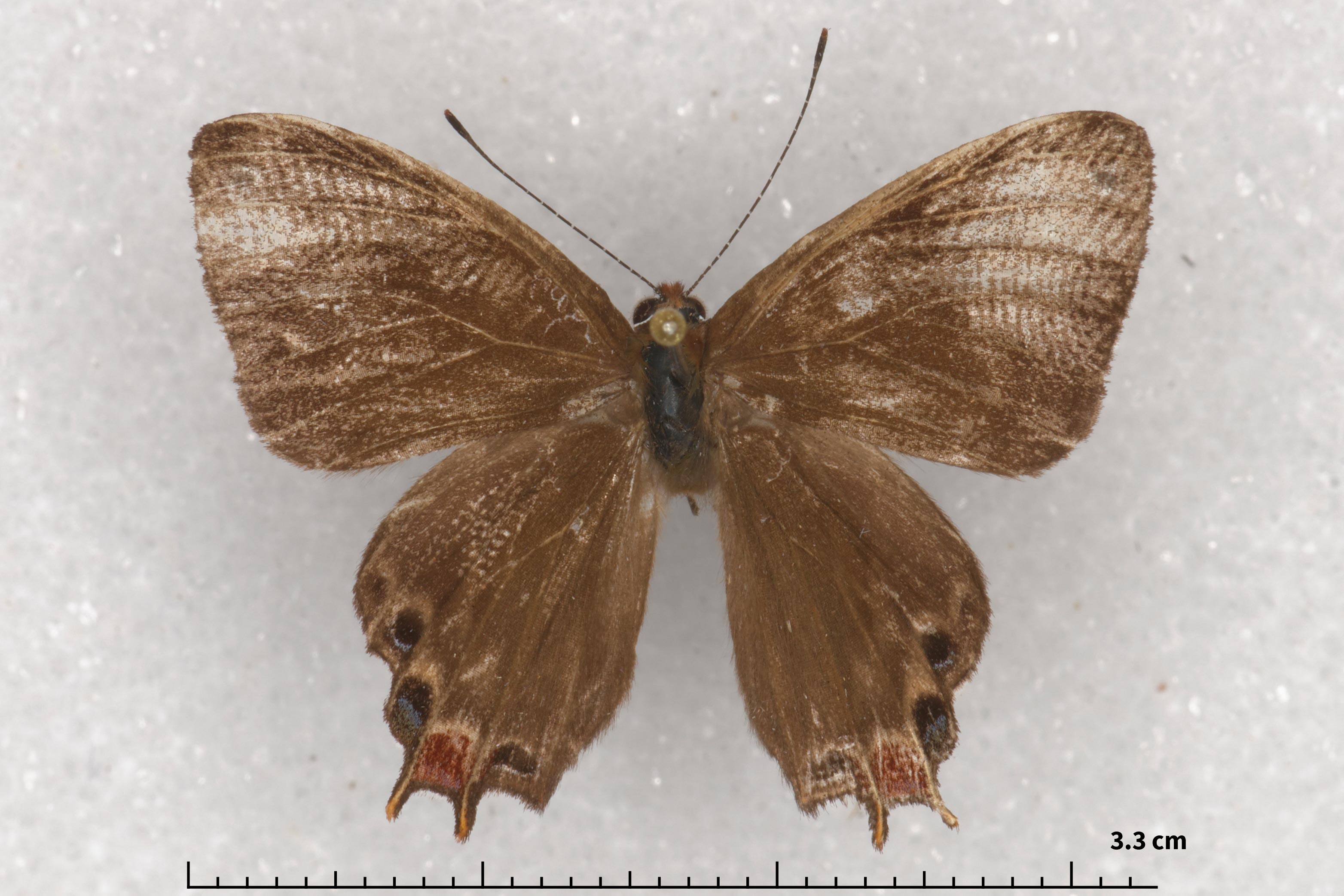 Saribia decaryi (pinned specimens)