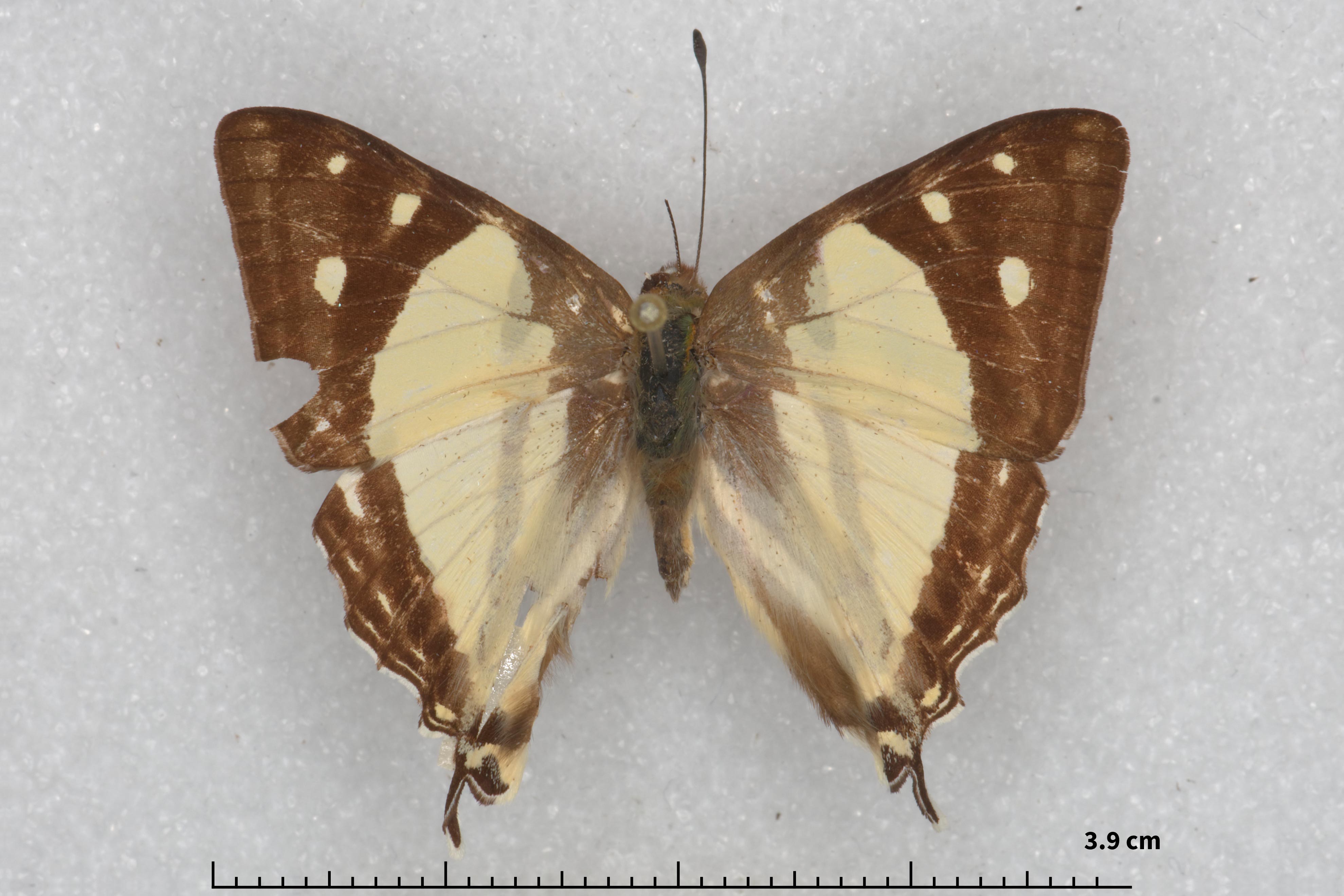 Dodona deodata aponata (pinned specimens)