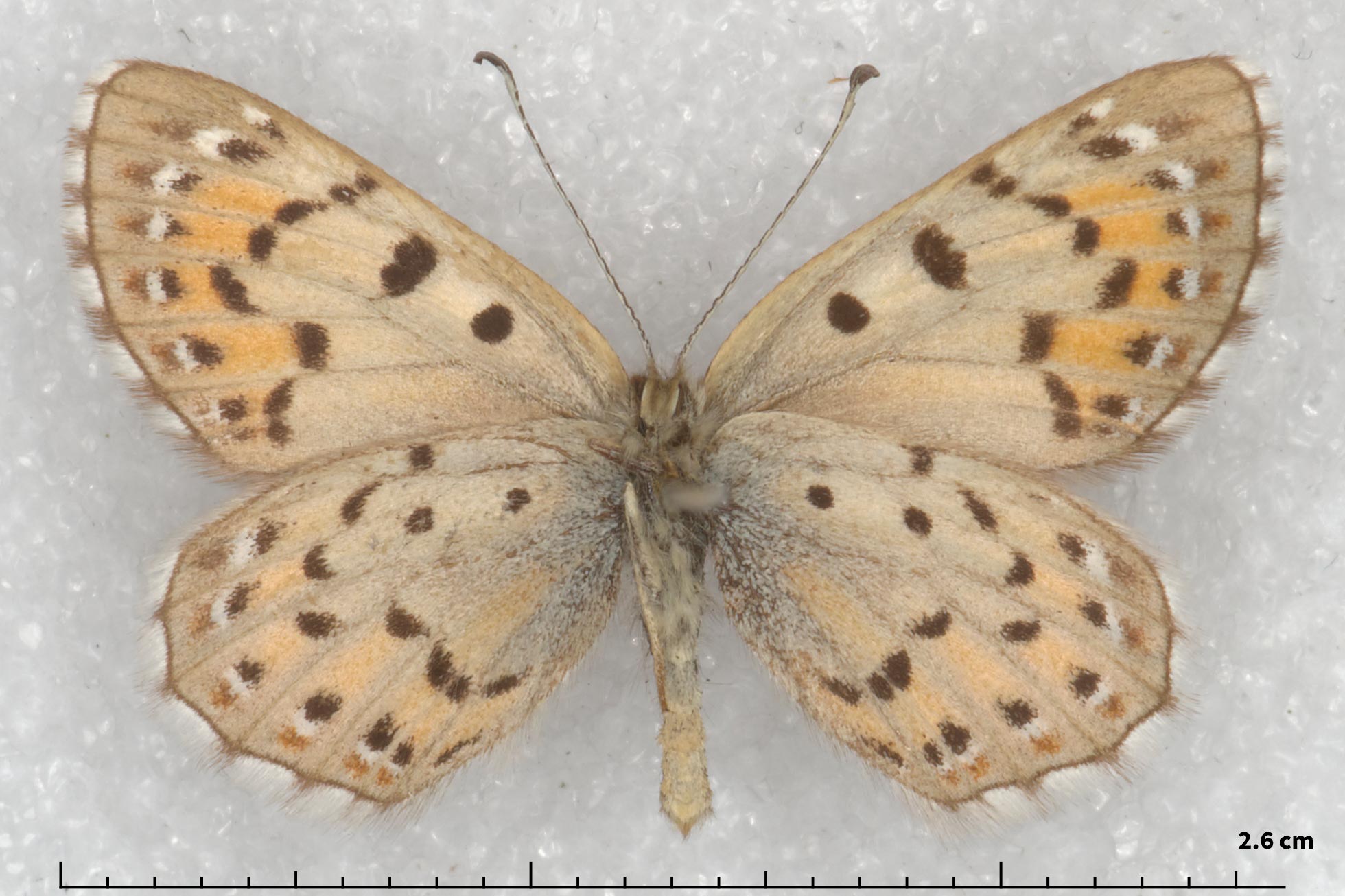Polycaena t. tamerlana (pinned specimens)