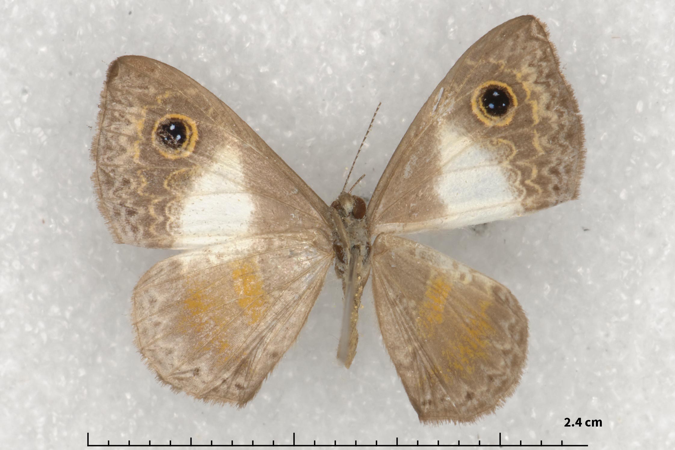 Perophthalma lasciva (pinned specimens)