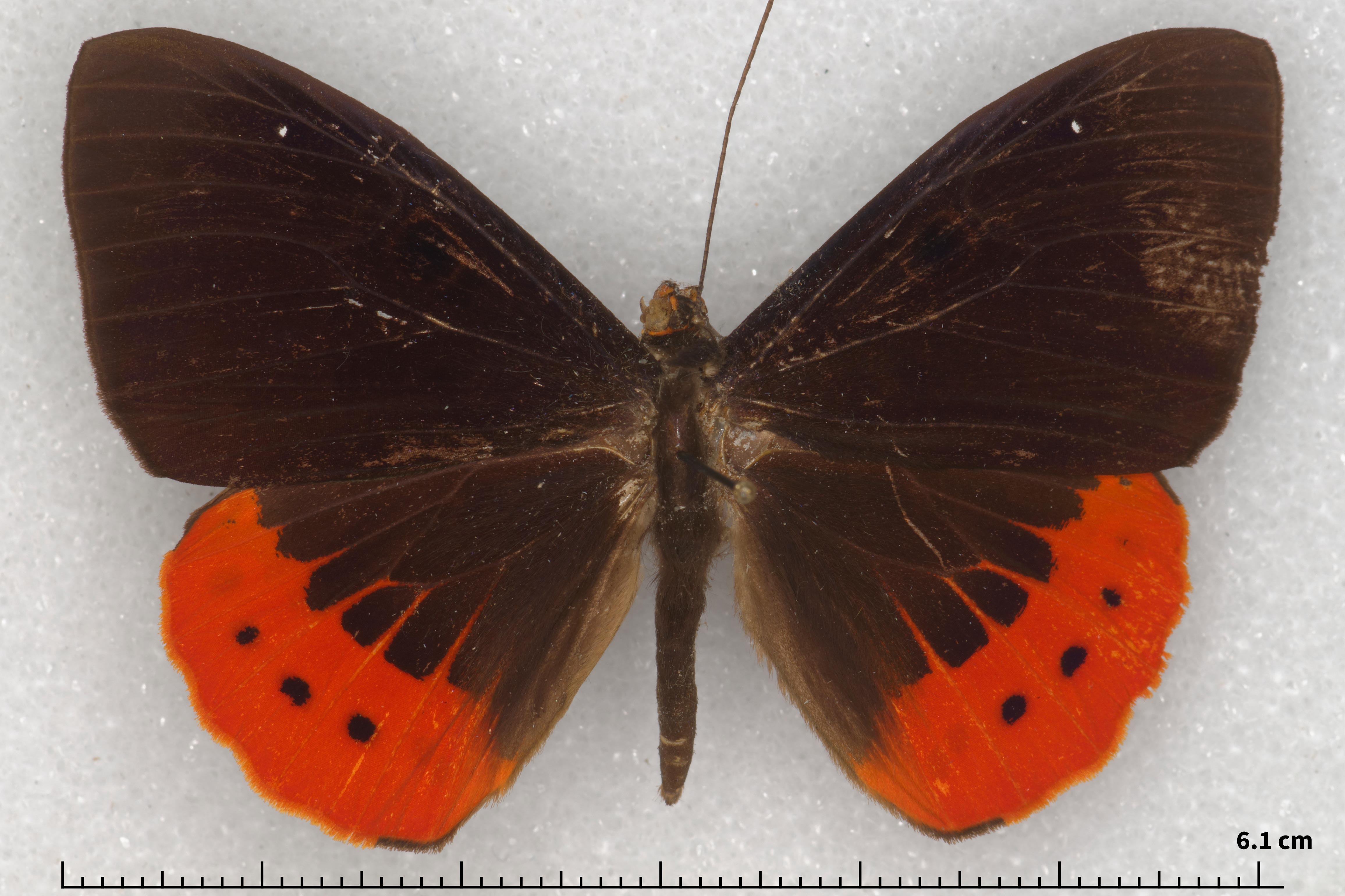 Eurybia donna (pinned specimens)