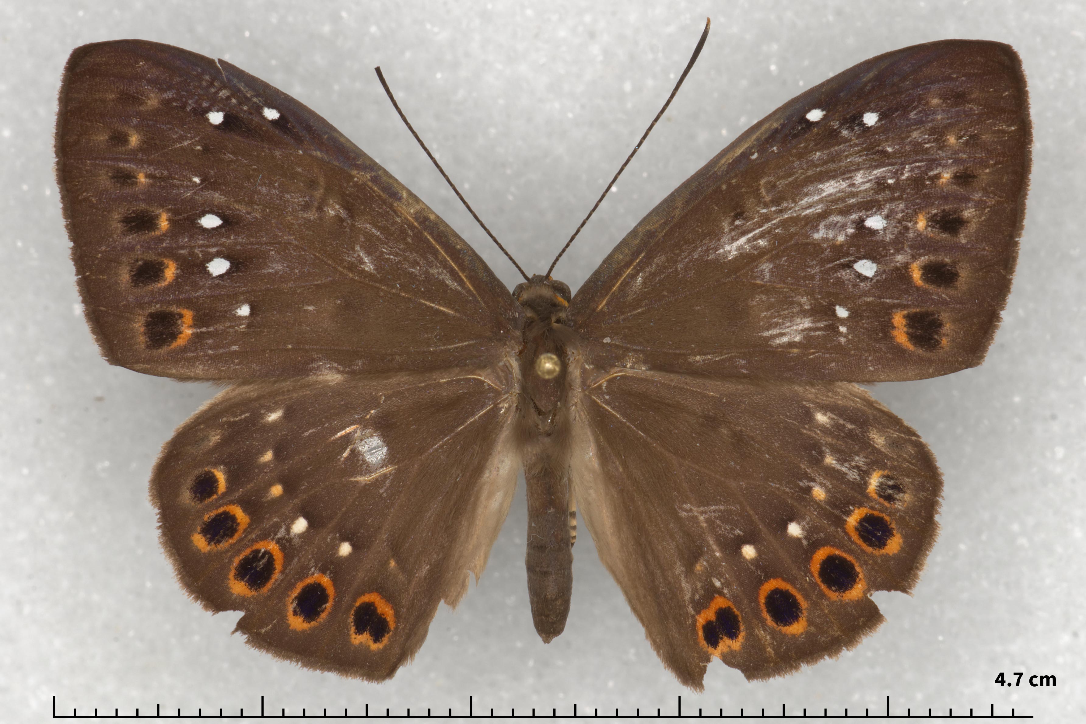 Eurybia albiseriata stellifera (pinned specimens)