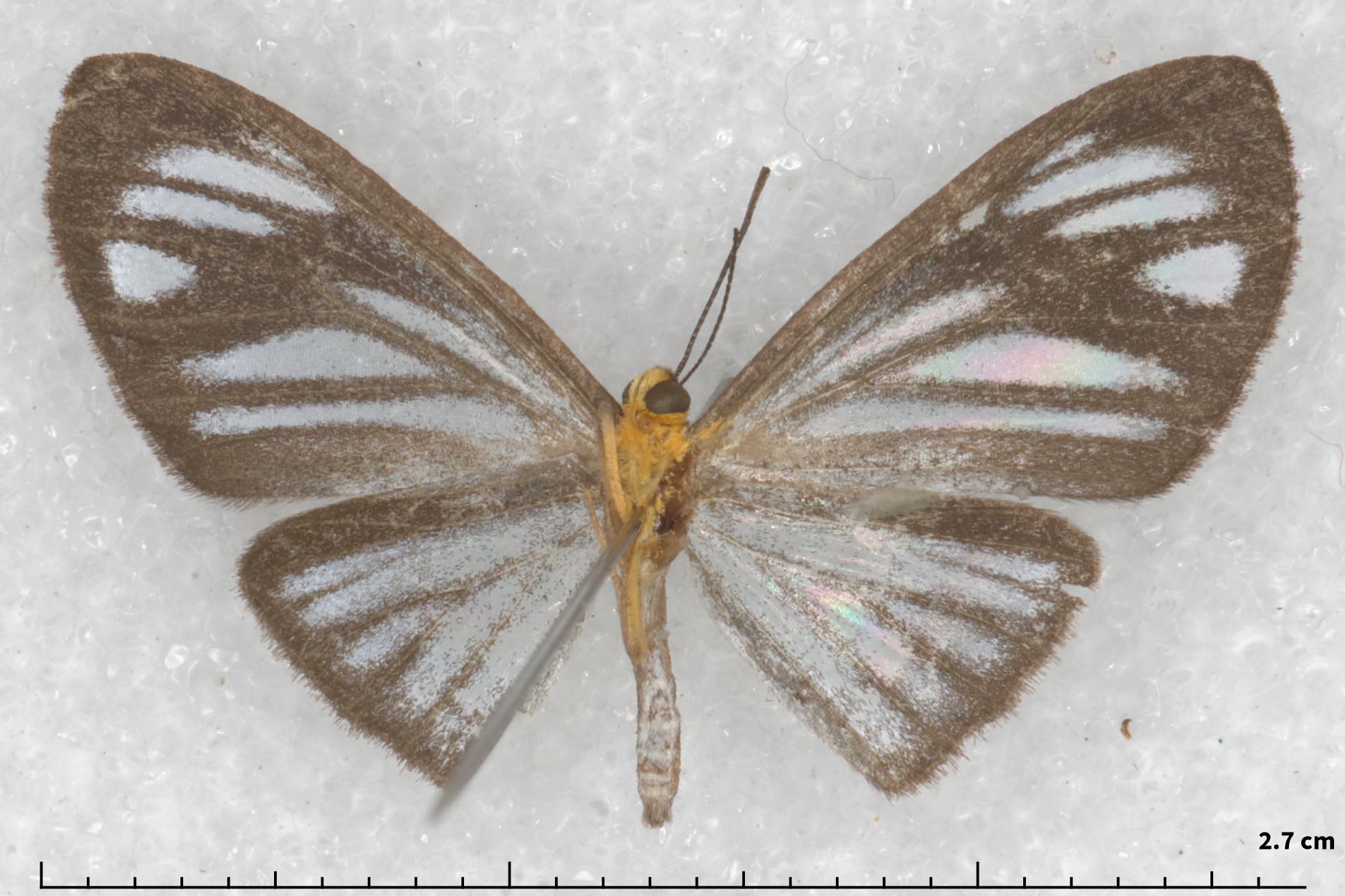 Mesene aeolia (pinned specimens)
