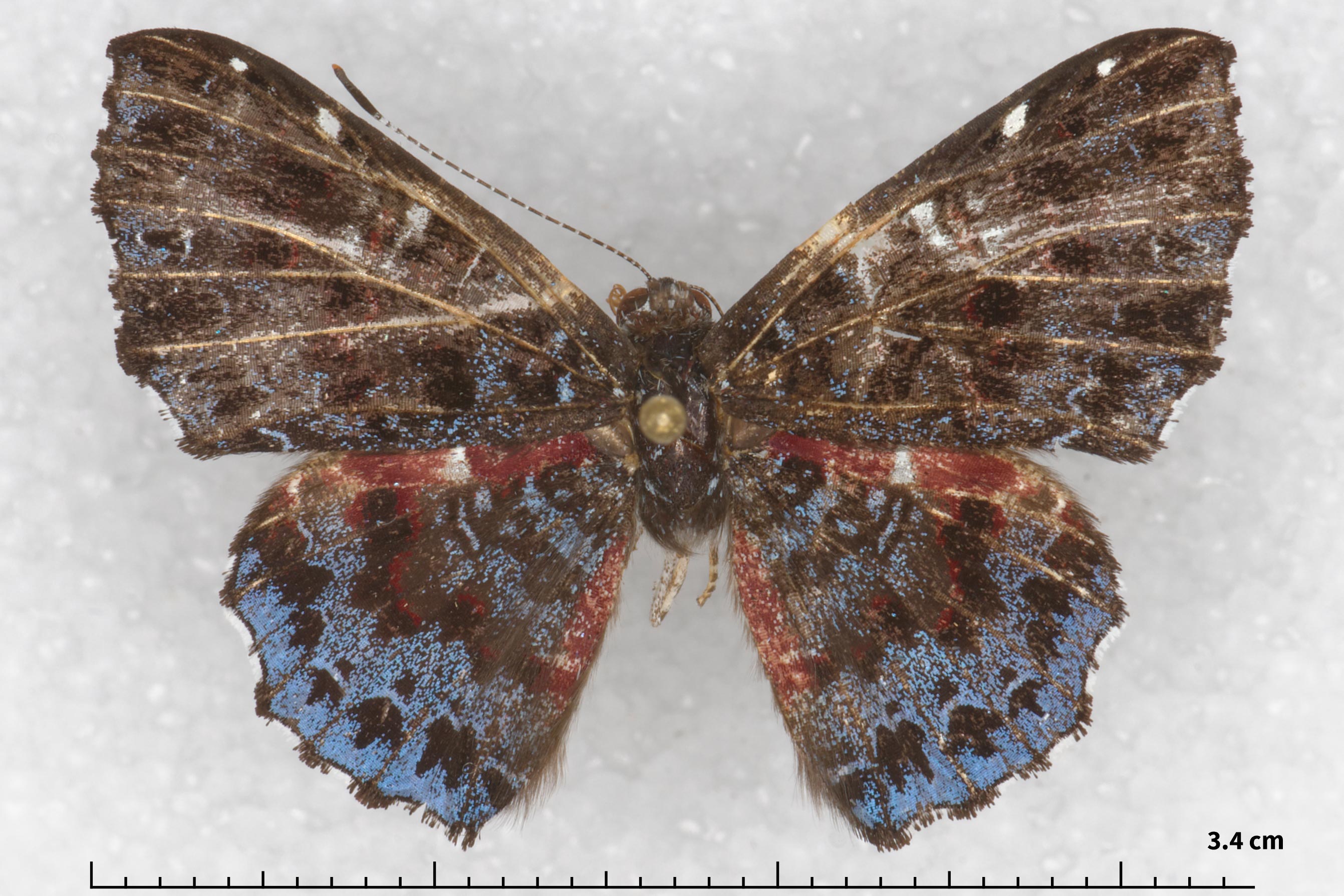 Calydna lusca (pinned specimens)