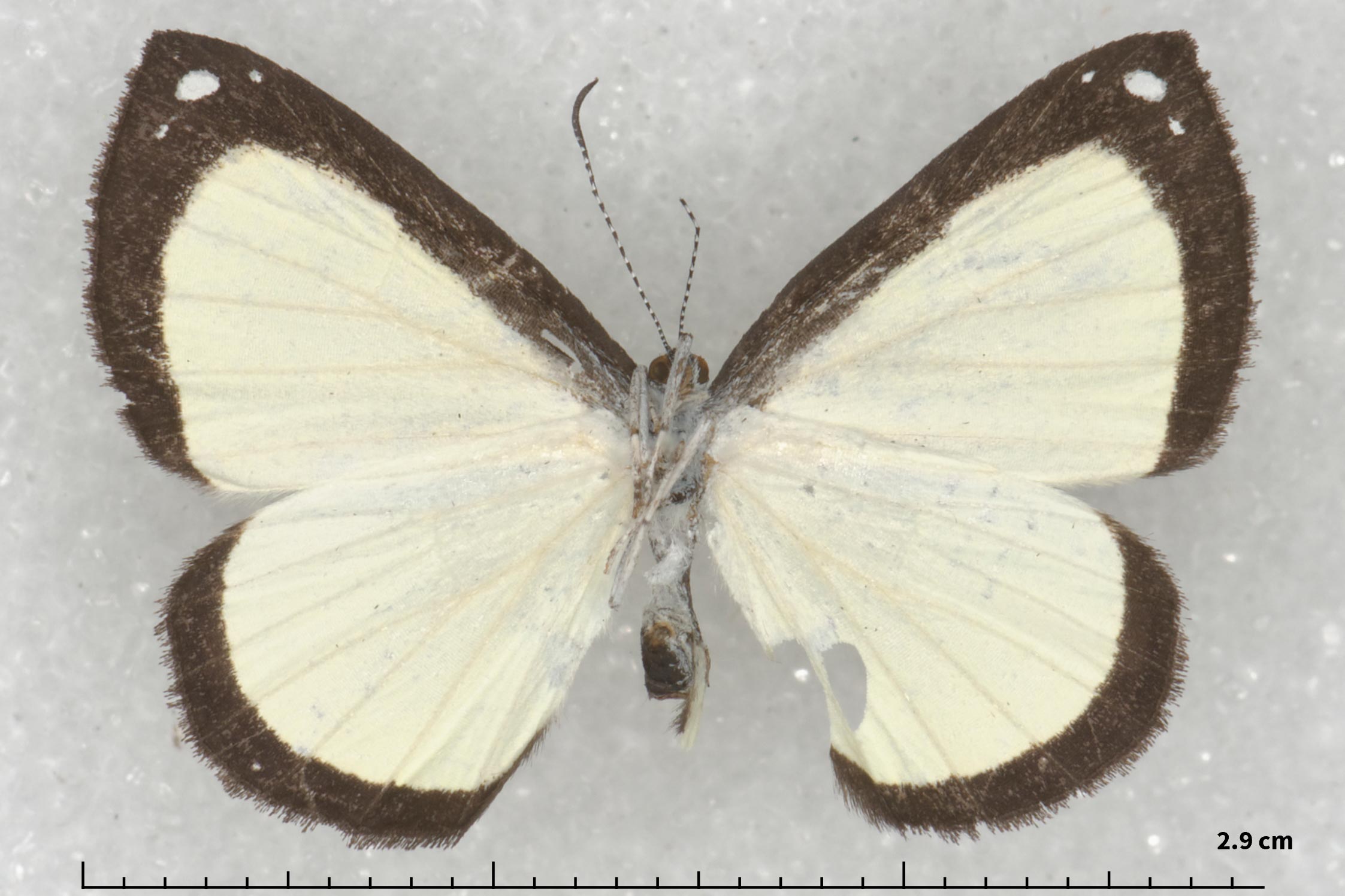Echenais aenetus (pinned specimens)