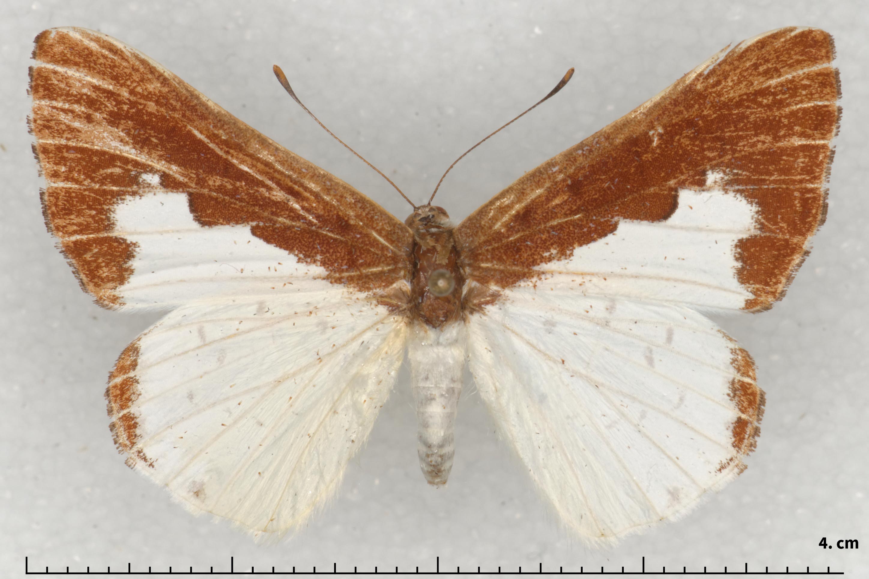 Pseudonymphidia clearista (pinned specimens)