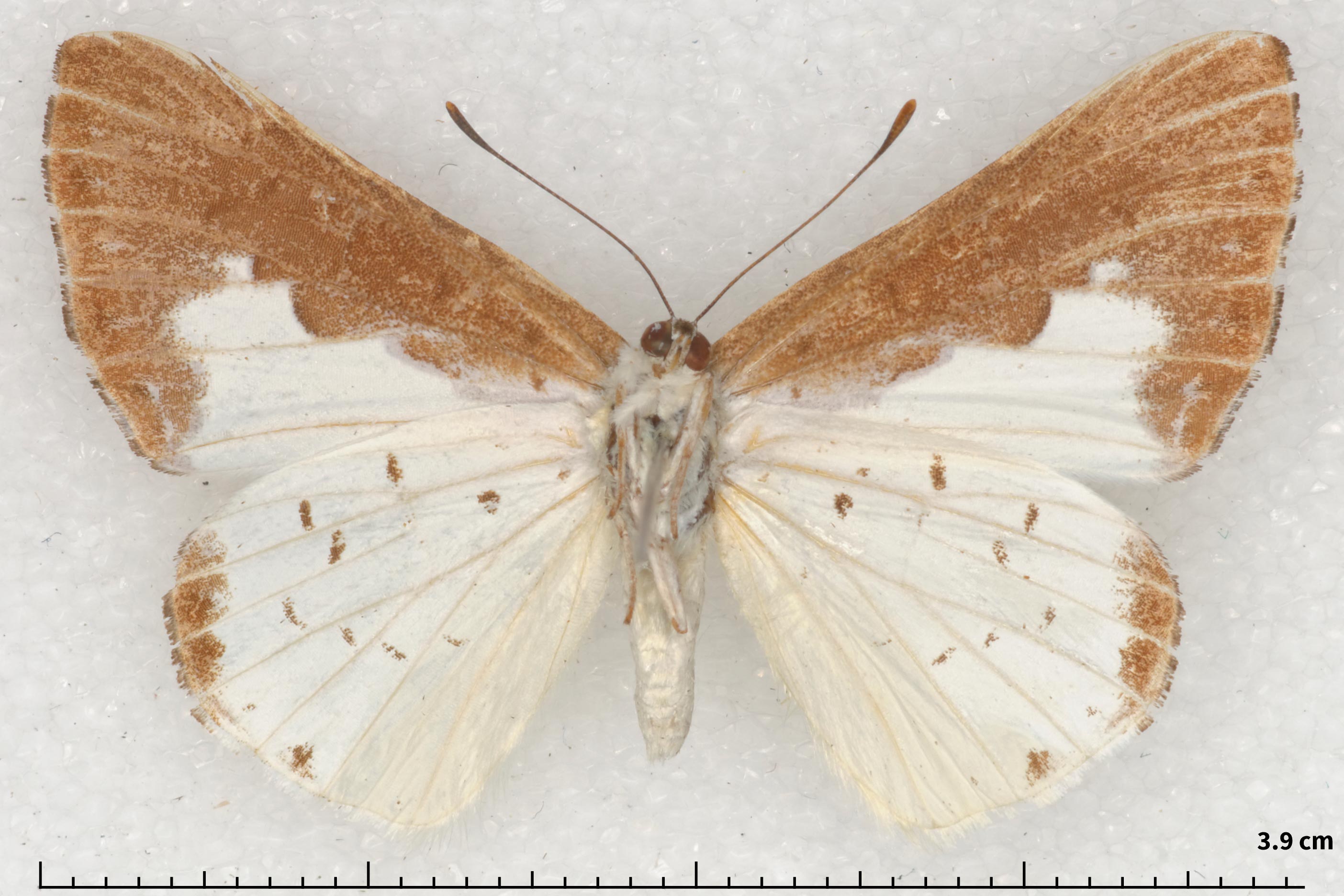 Pseudonymphidia clearista (pinned specimens)