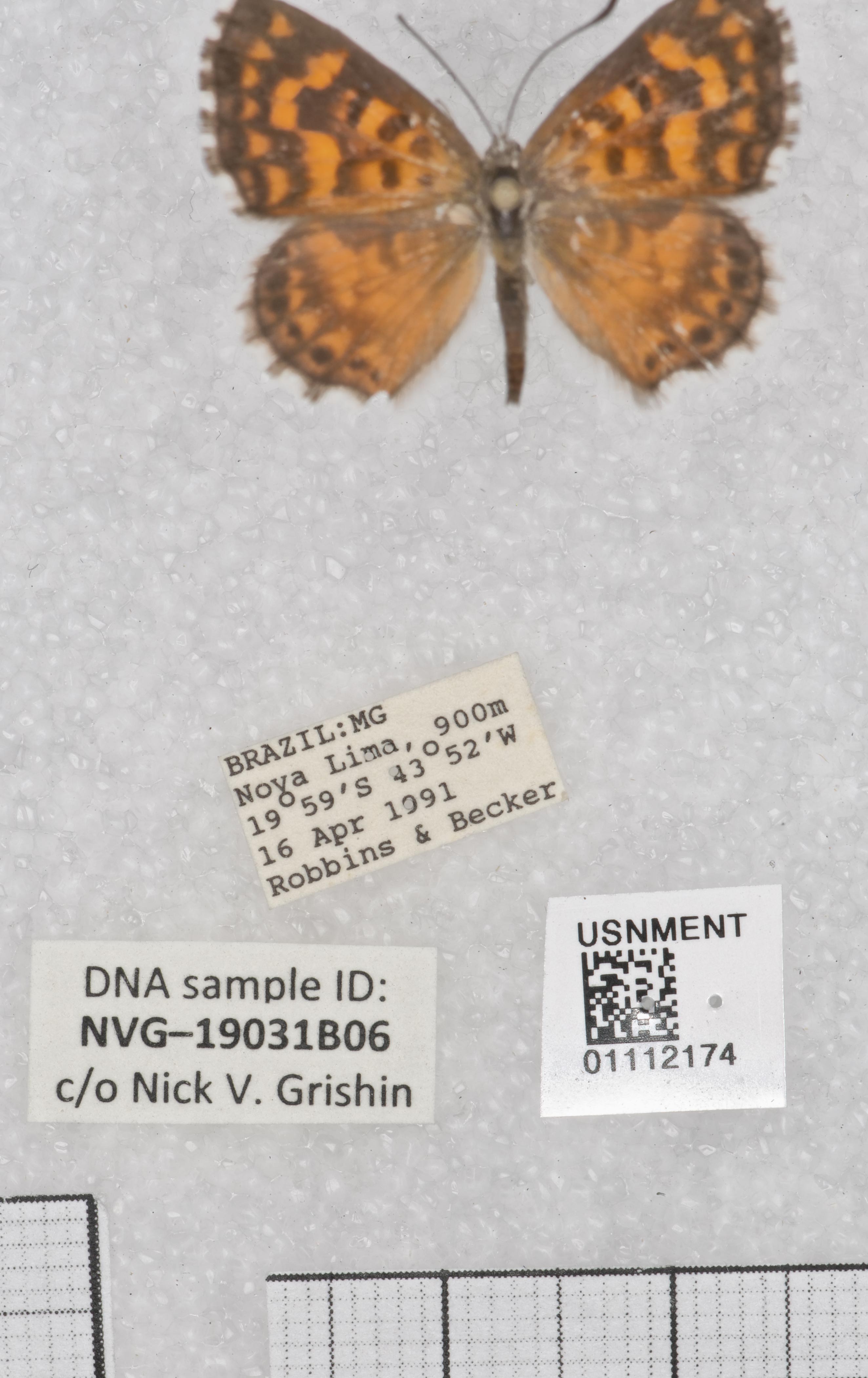 Aricoris hubrichi (pinned specimens)