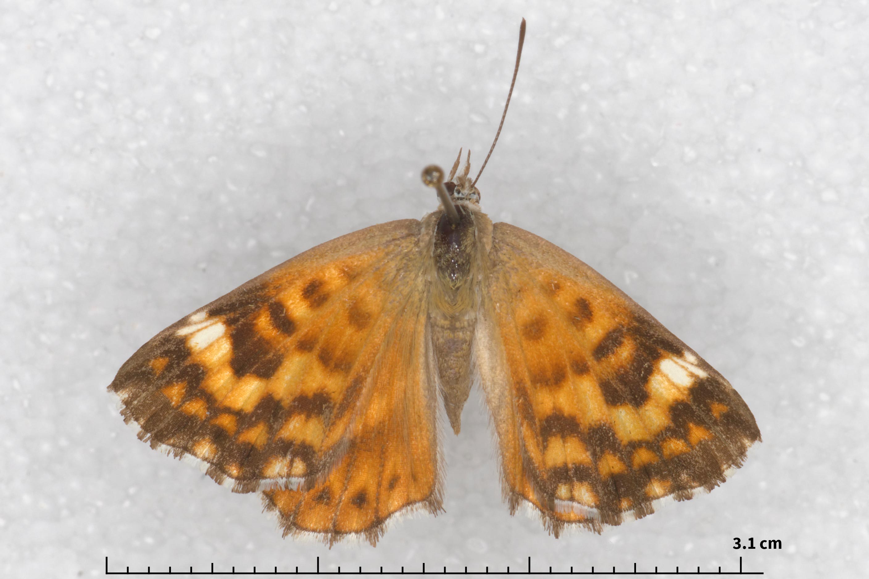 Aricoris chilensis (pinned specimens)