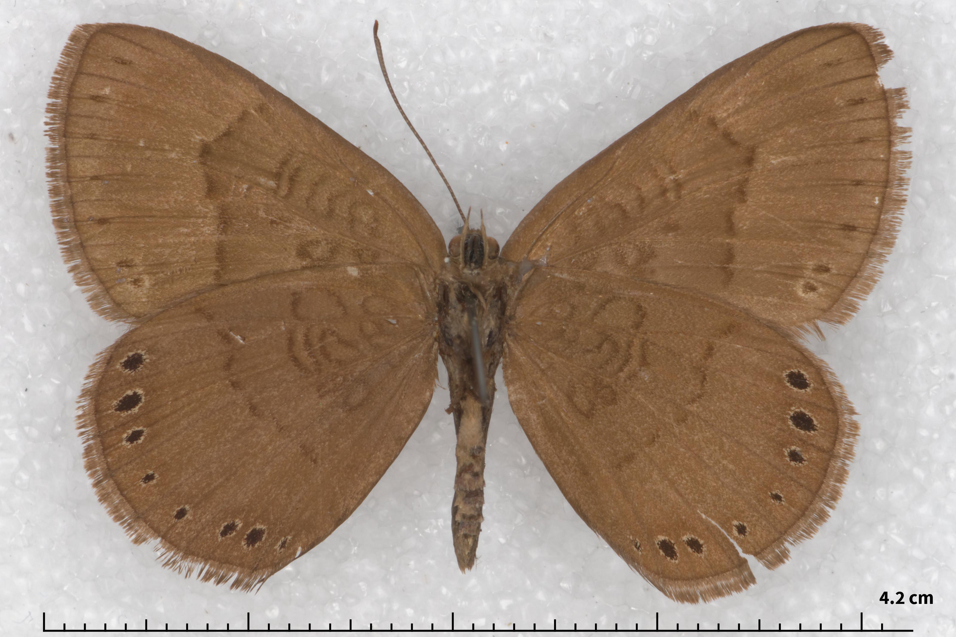 Aricoris tutana (pinned specimens)