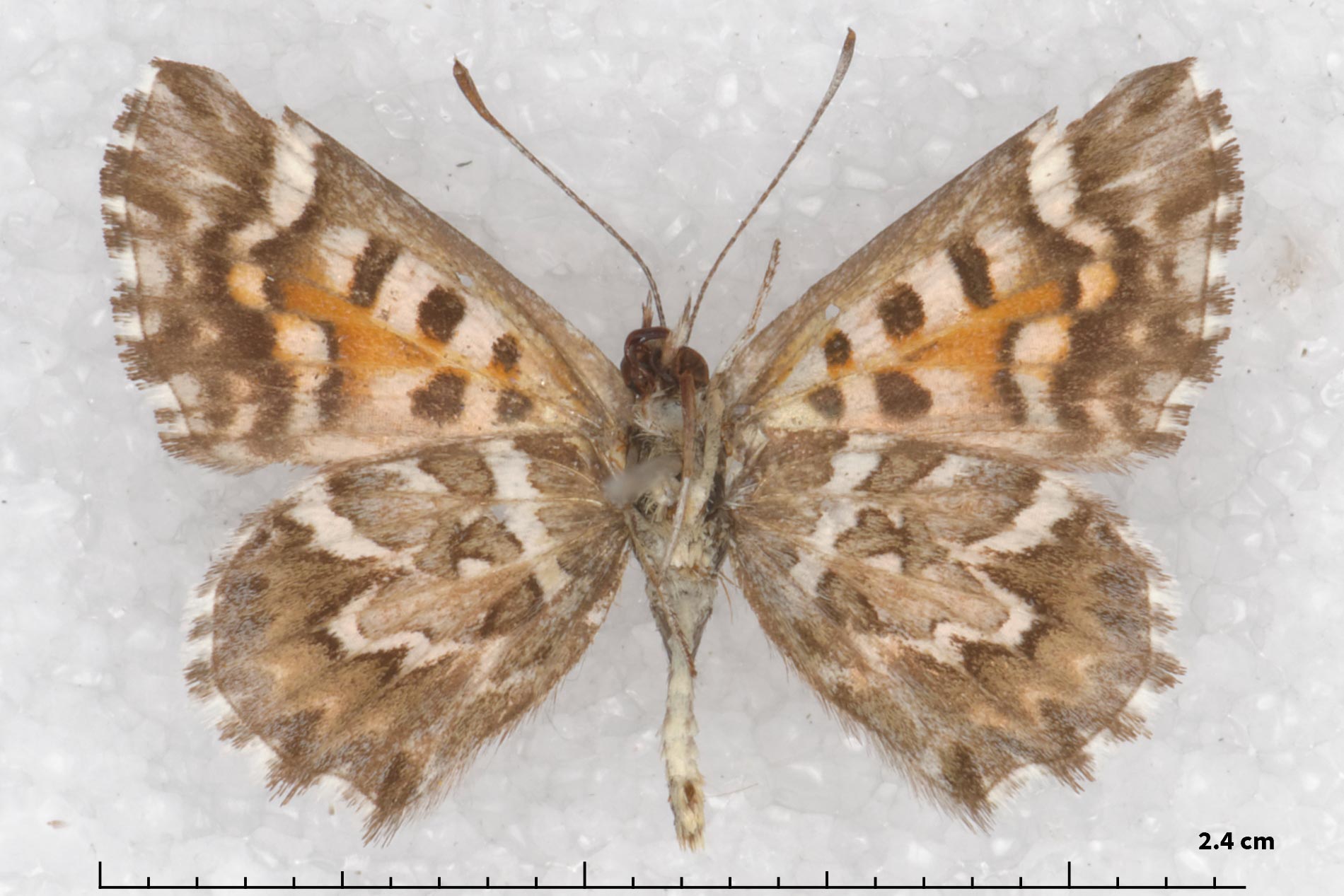 Aricoris notialis (pinned specimens)