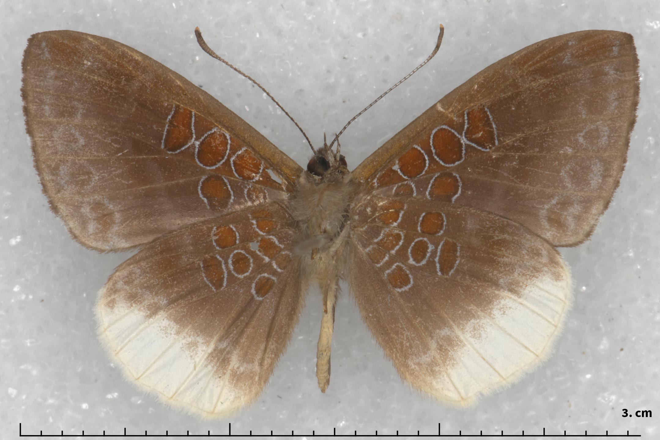 Annulata annulifera (pinned specimens)