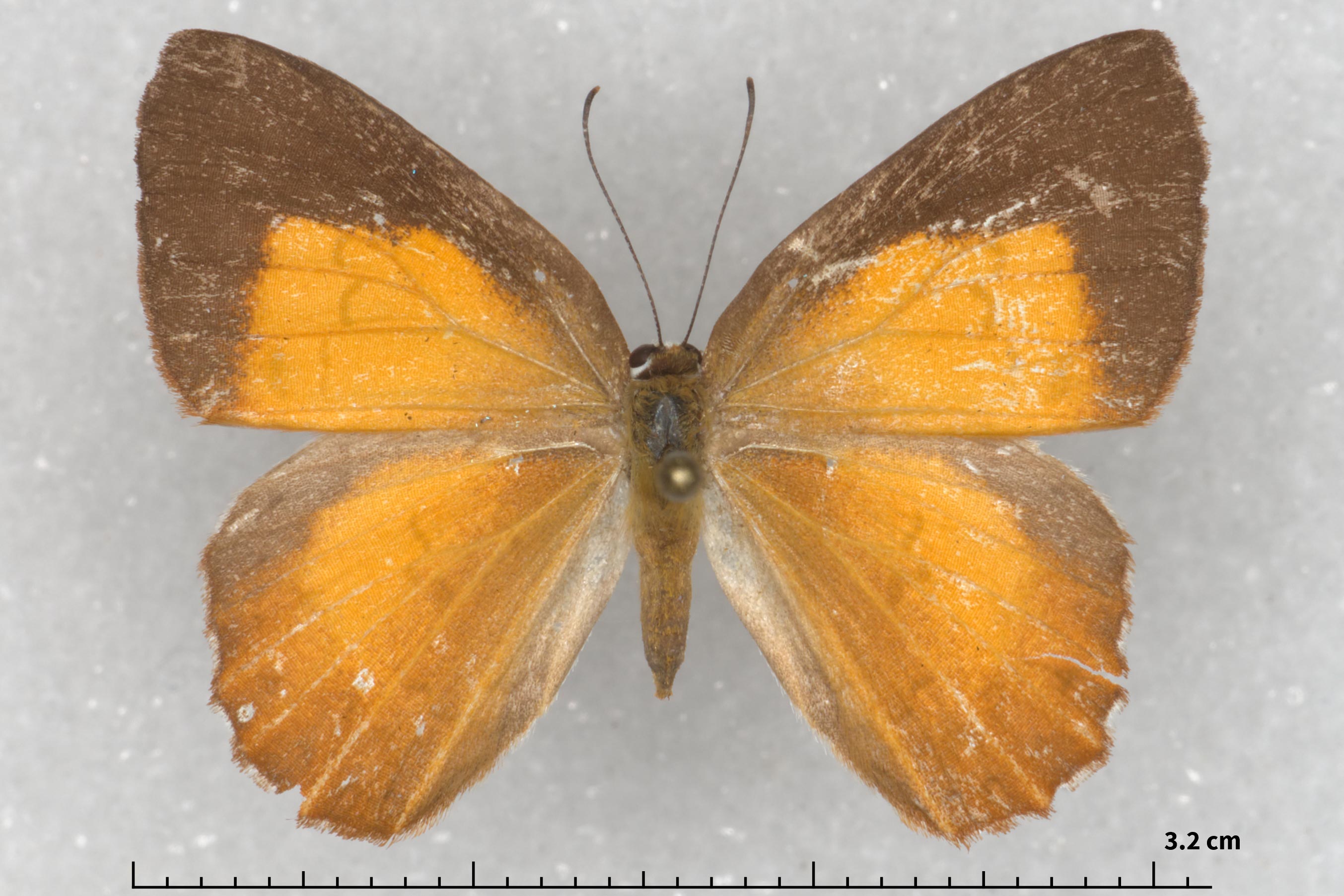 Marmessus praeclara (pinned specimens)