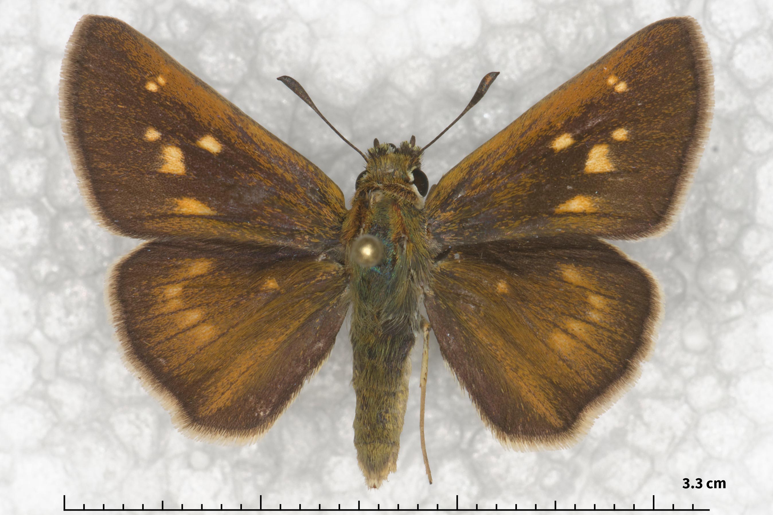 Hesperia attalus attalus ♀ USA: OK, Ellis Co., Packsaddle Wildlife ...