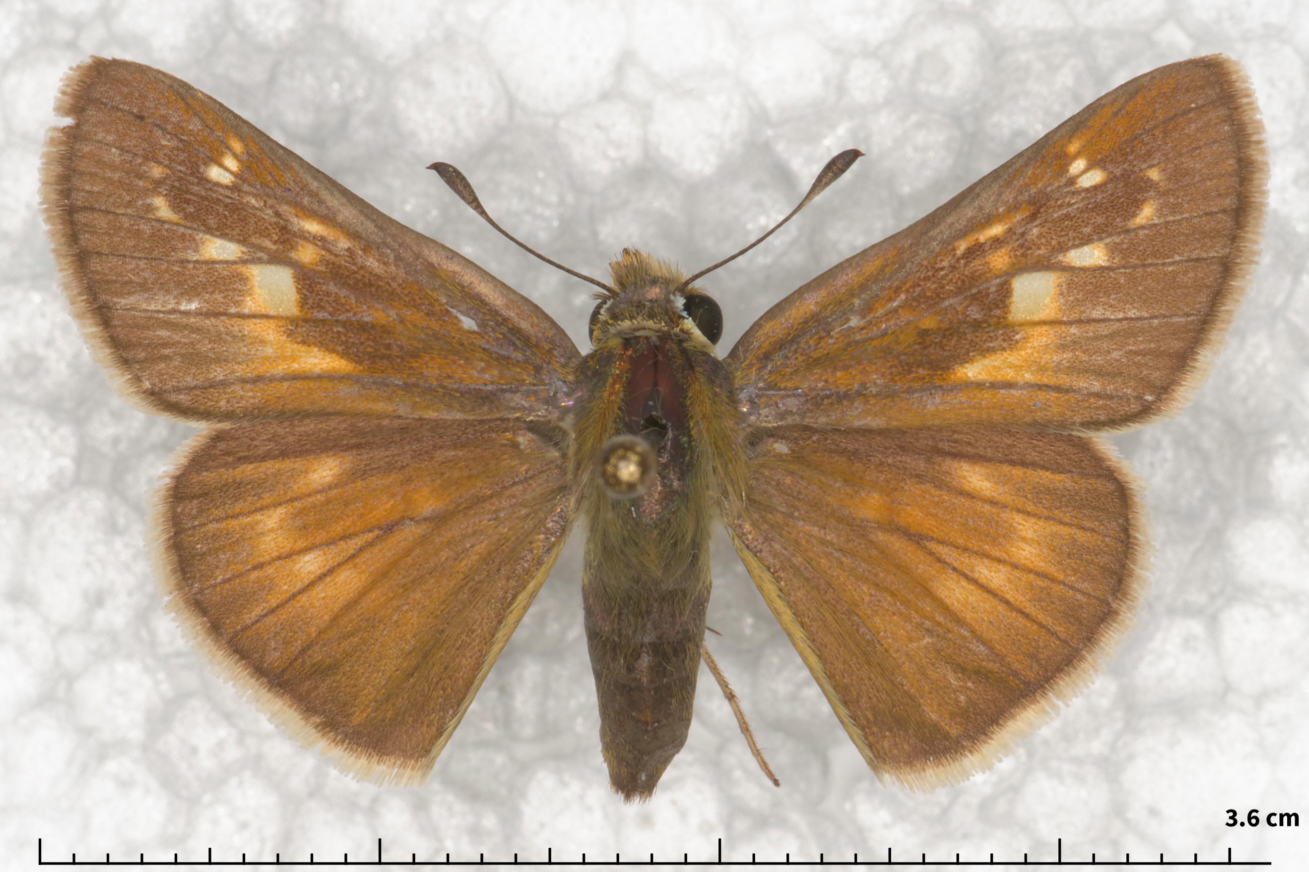 Hesperia ottoe (pinned specimens, page 1)