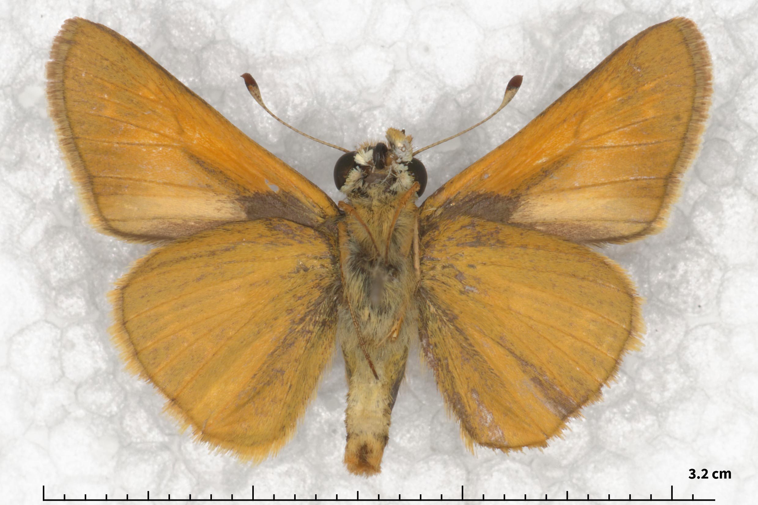 Hesperia ottoe ♂ USA: IL, Winnebago Co., Loves Park, Harlem Hills ...