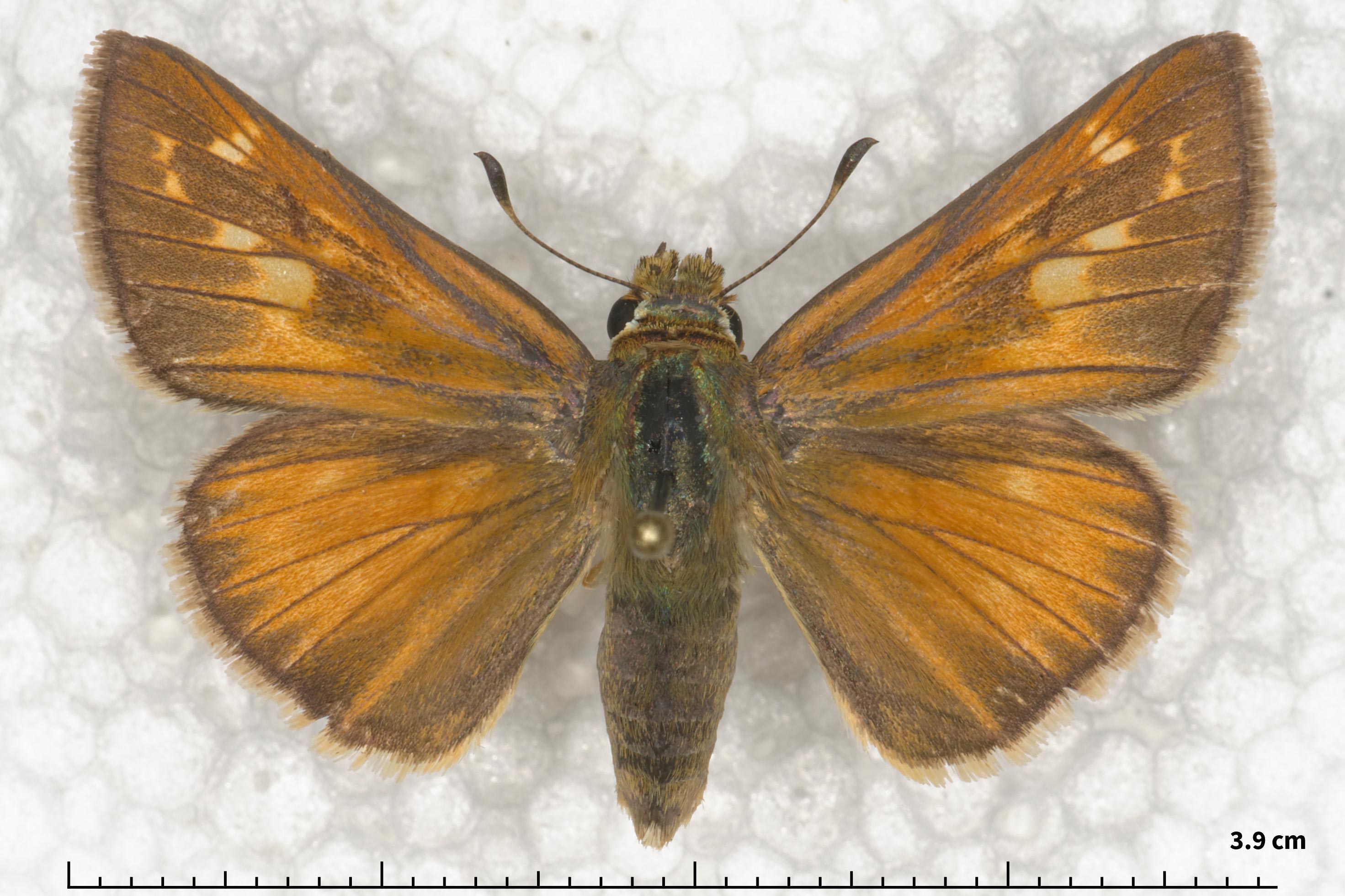 Hesperia ottoe ♀ USA: TX, Hemphill Co., 4 Ranch Road, ~6 miles SE of ...