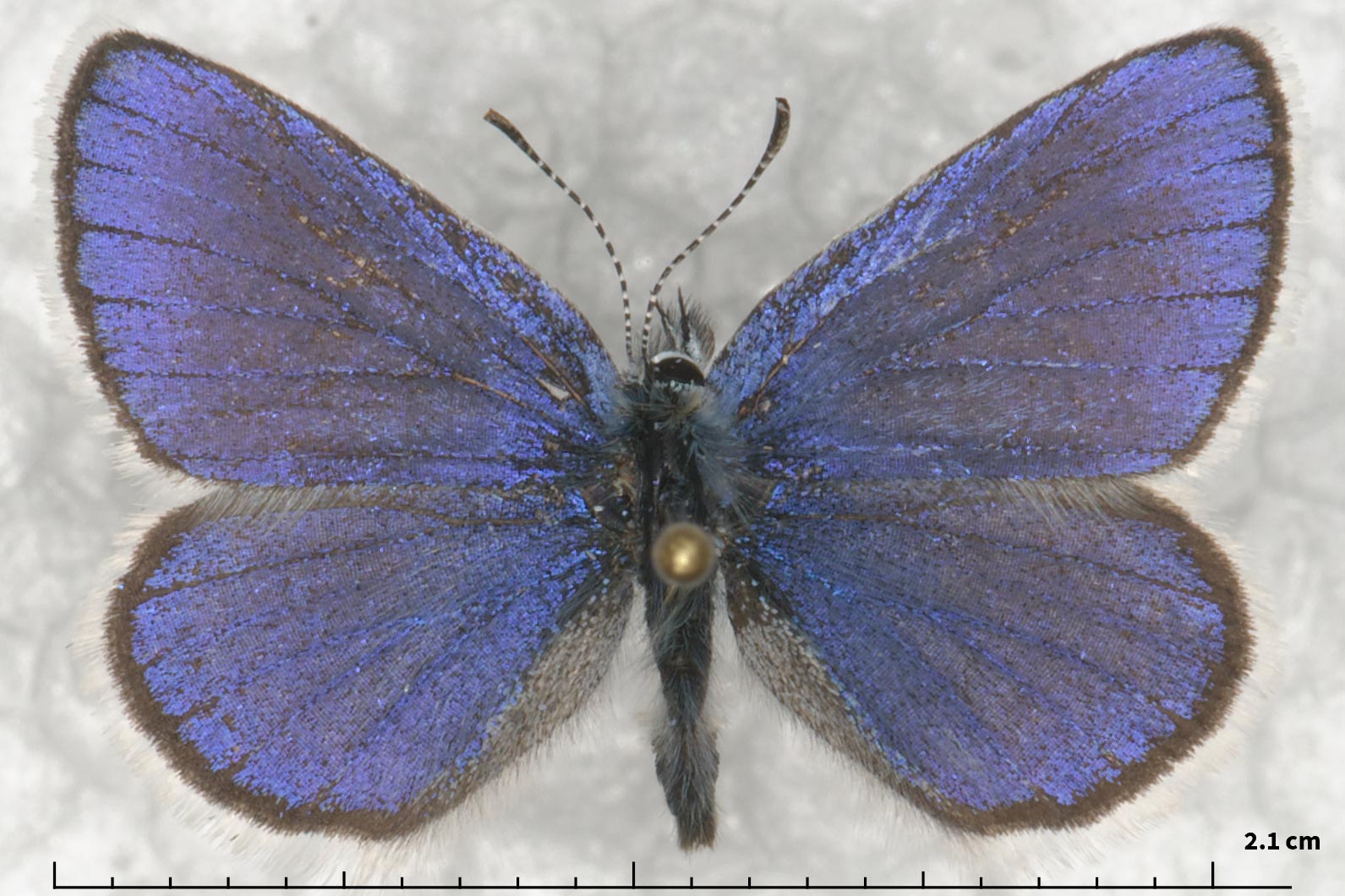 Plebejus idas alaskensis (F. Chermock, 1945); Comments: Alaska, W YK TL ...