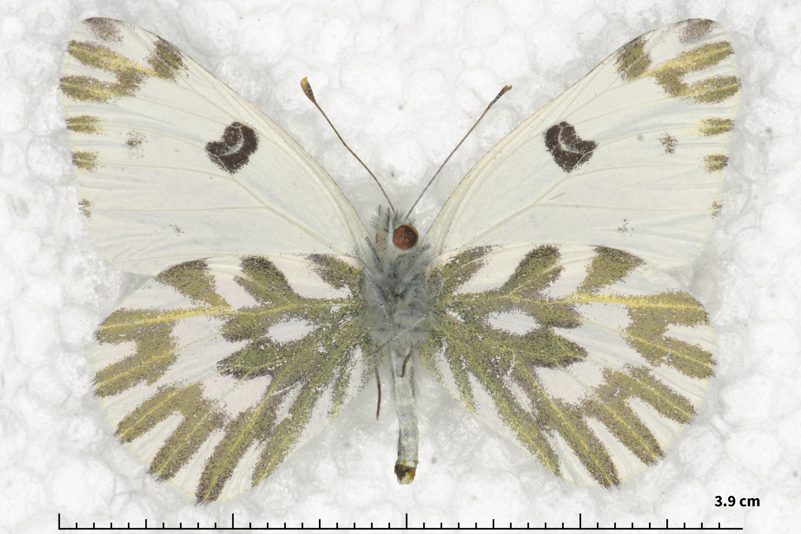 Pontia beckerii (pinned specimens, page 1)