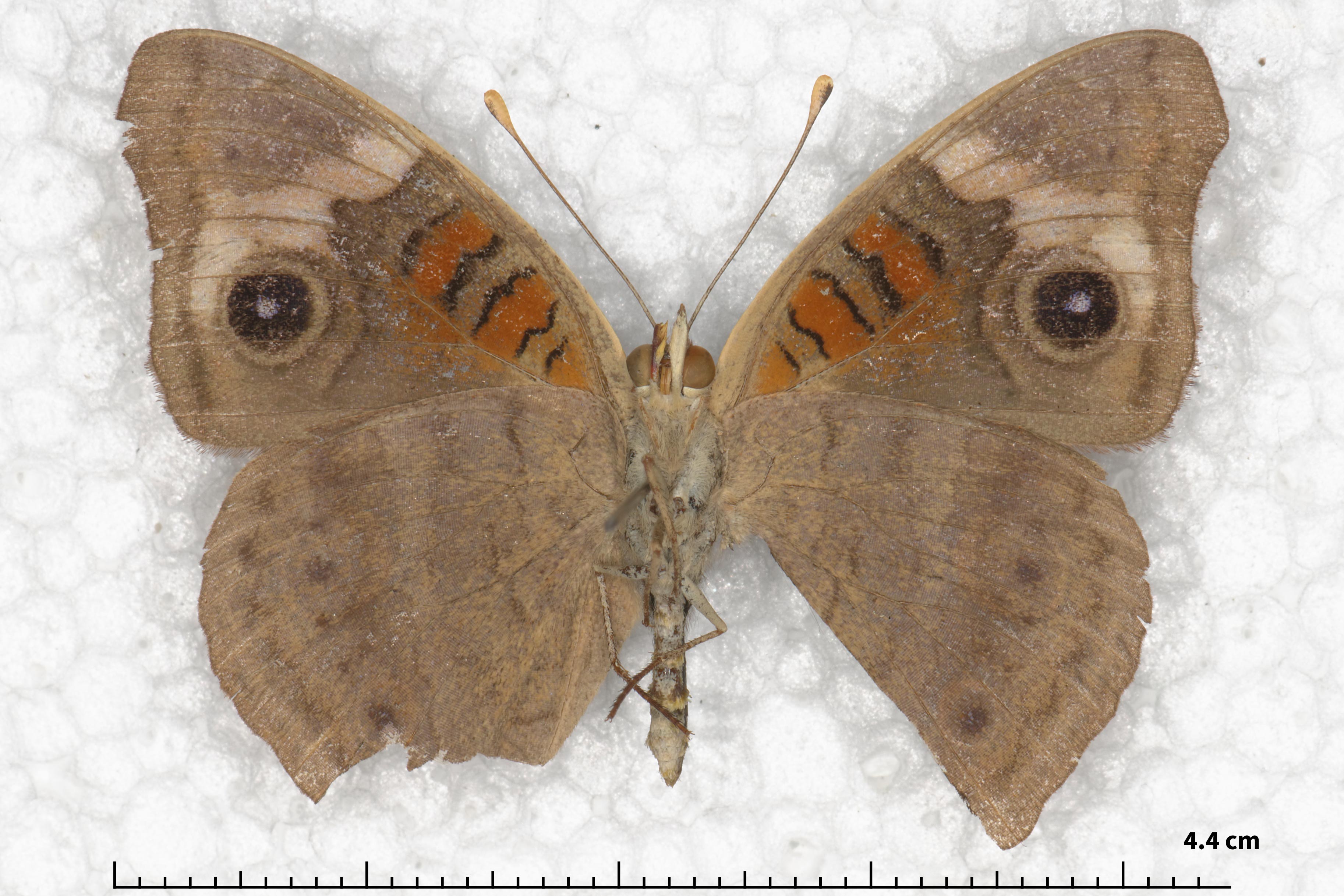 Junonia stemosa Grishin, 2020; Comments: C & S TX (strays N) TL: USA (Tx)
