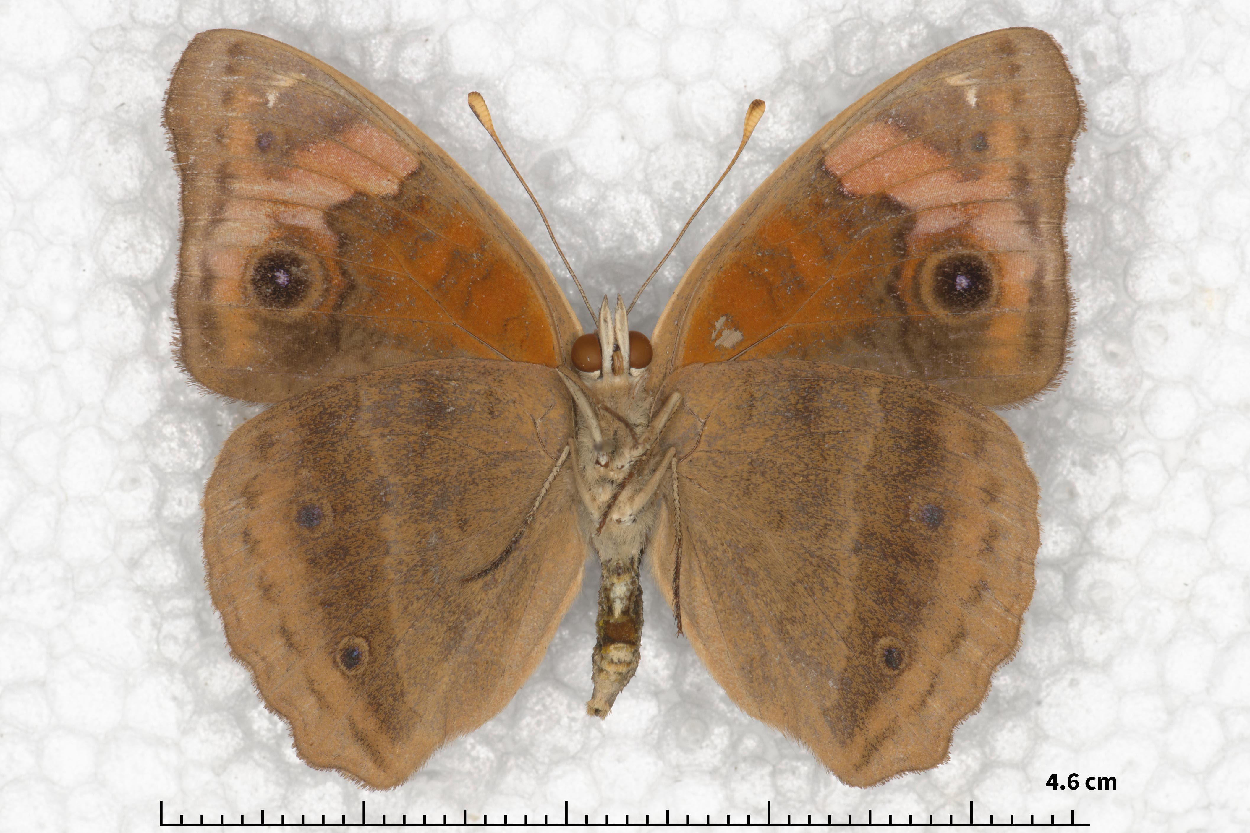 Junonia stemosa Grishin, 2020; Comments: C & S TX (strays N) TL: USA (Tx)