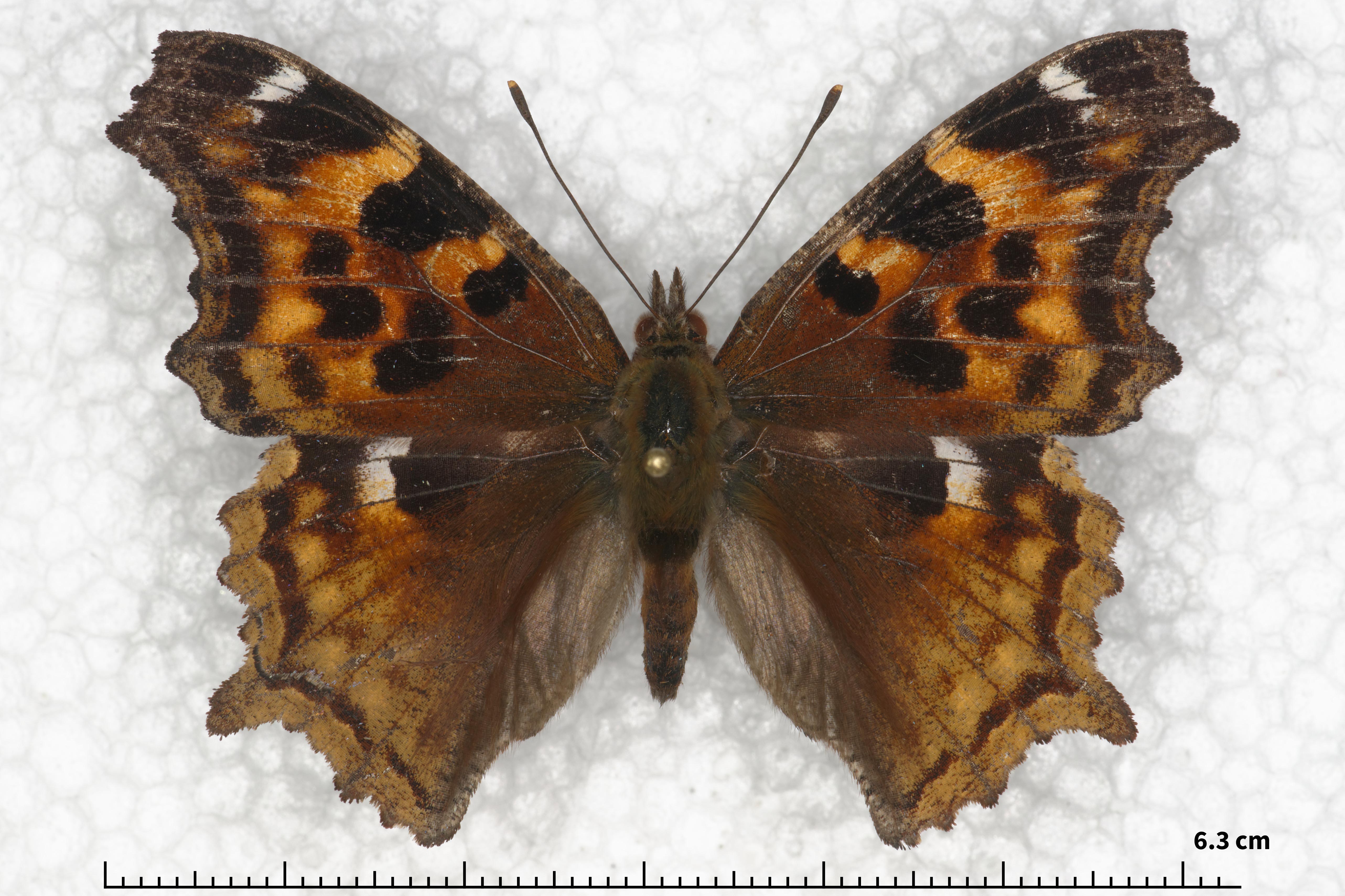 Nymphalis l-album j-album (pinned specimens)