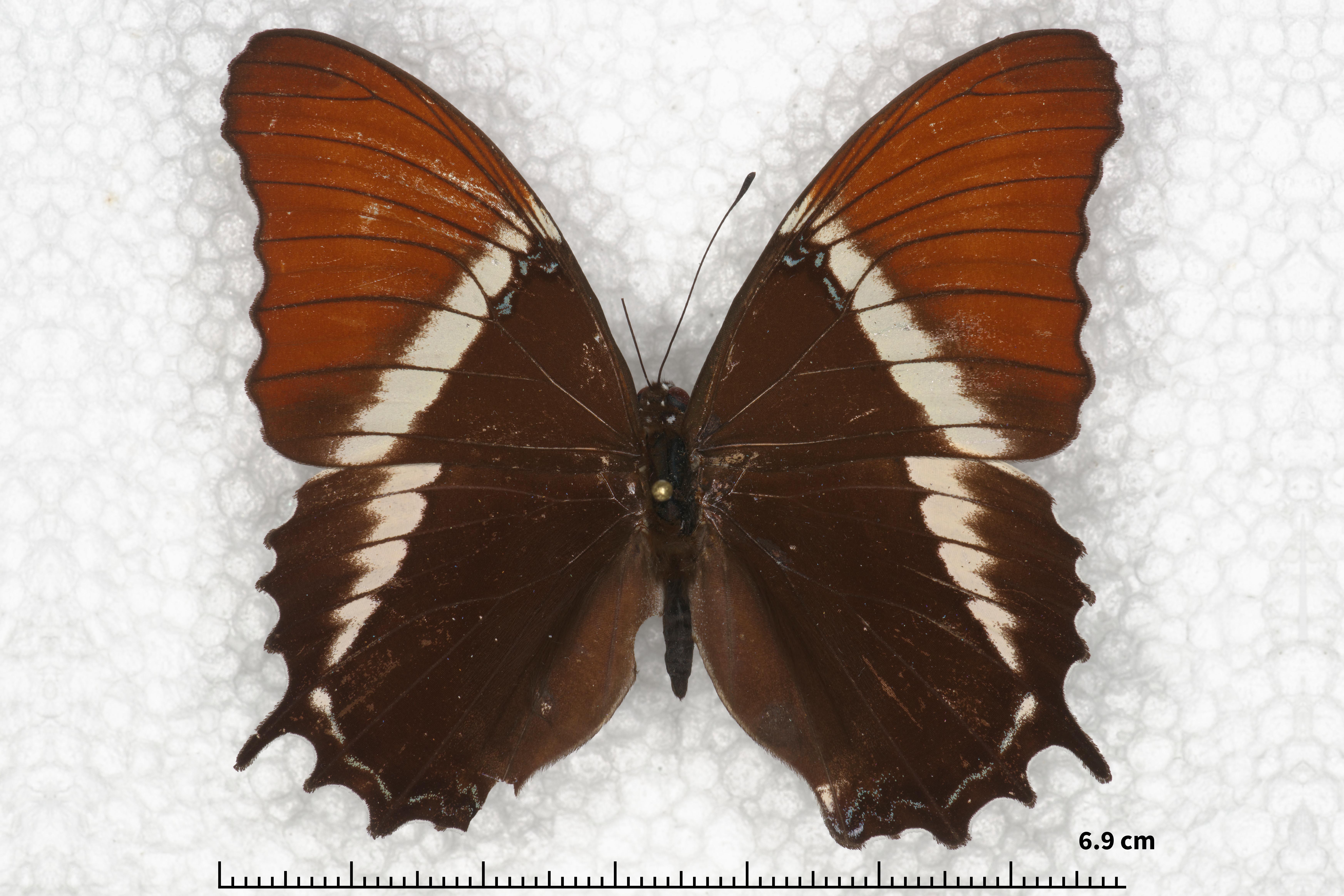 Siproeta epaphus epaphus ♂ Peru: Tingo Maria, Leoncio Pracio Province ...