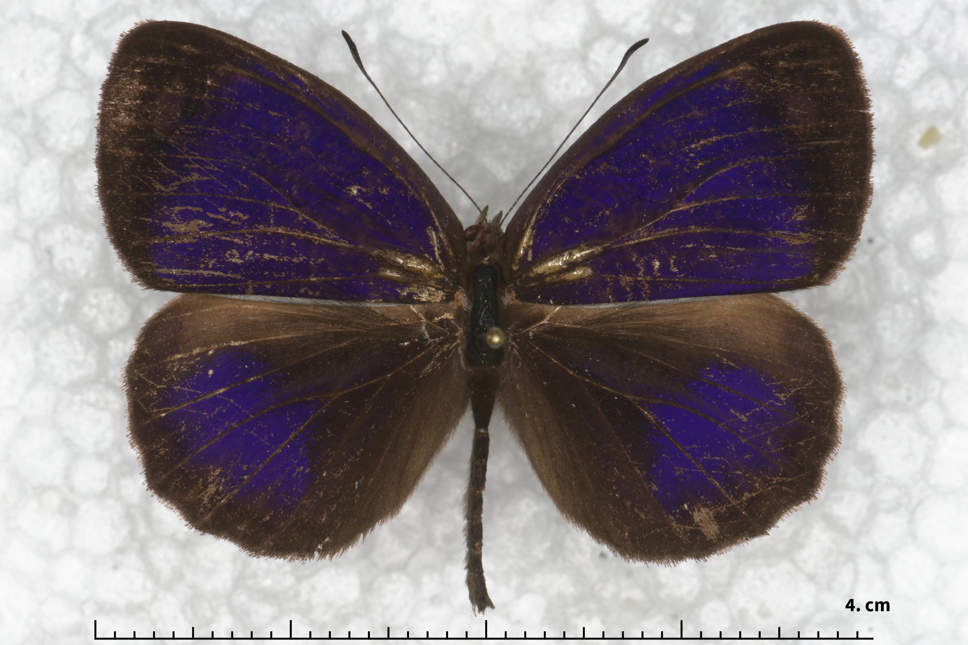 Eunica marsolia fasula Fruhstorfer, 1909; Comments: TL: [Peru]
