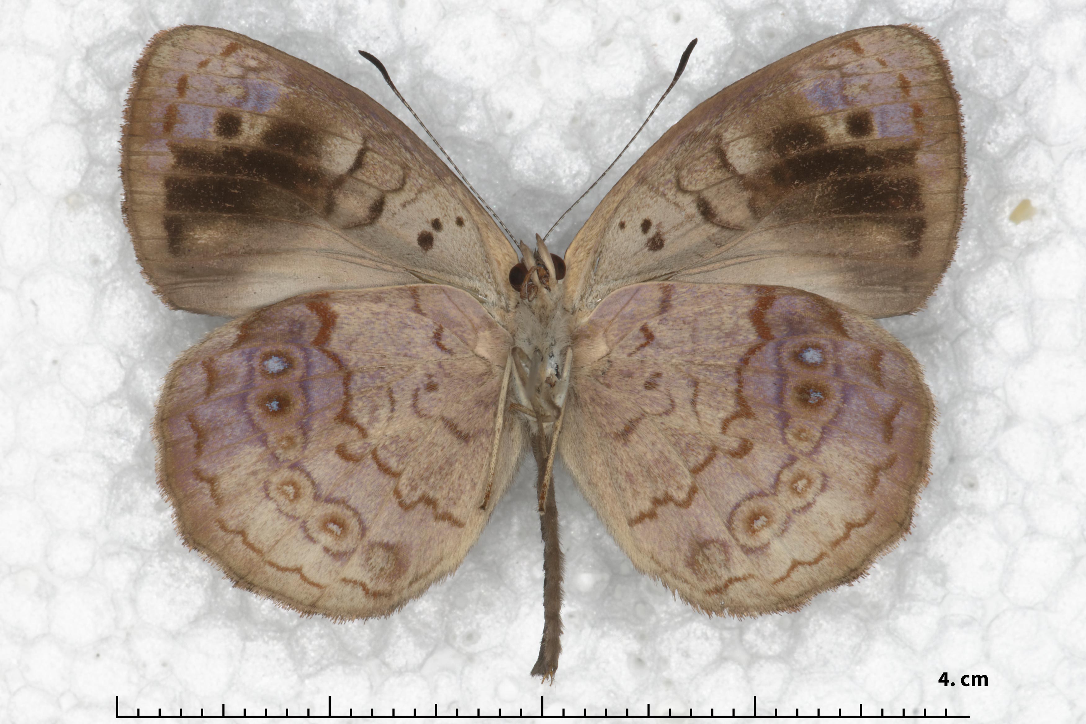 Eunica marsolia fasula Fruhstorfer, 1909; Comments: TL: [Peru]