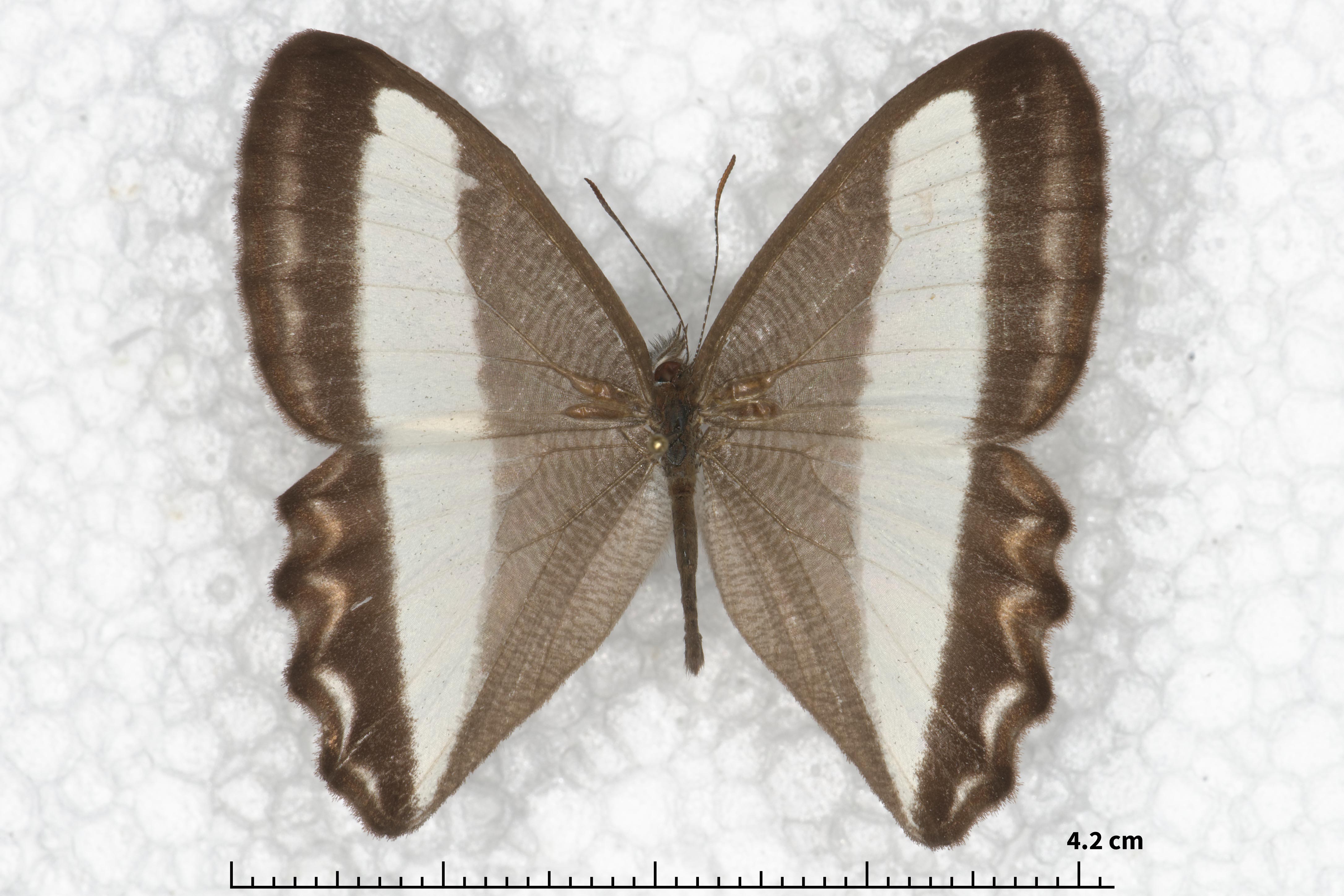 Oressinoma s. sorata (pinned specimens)