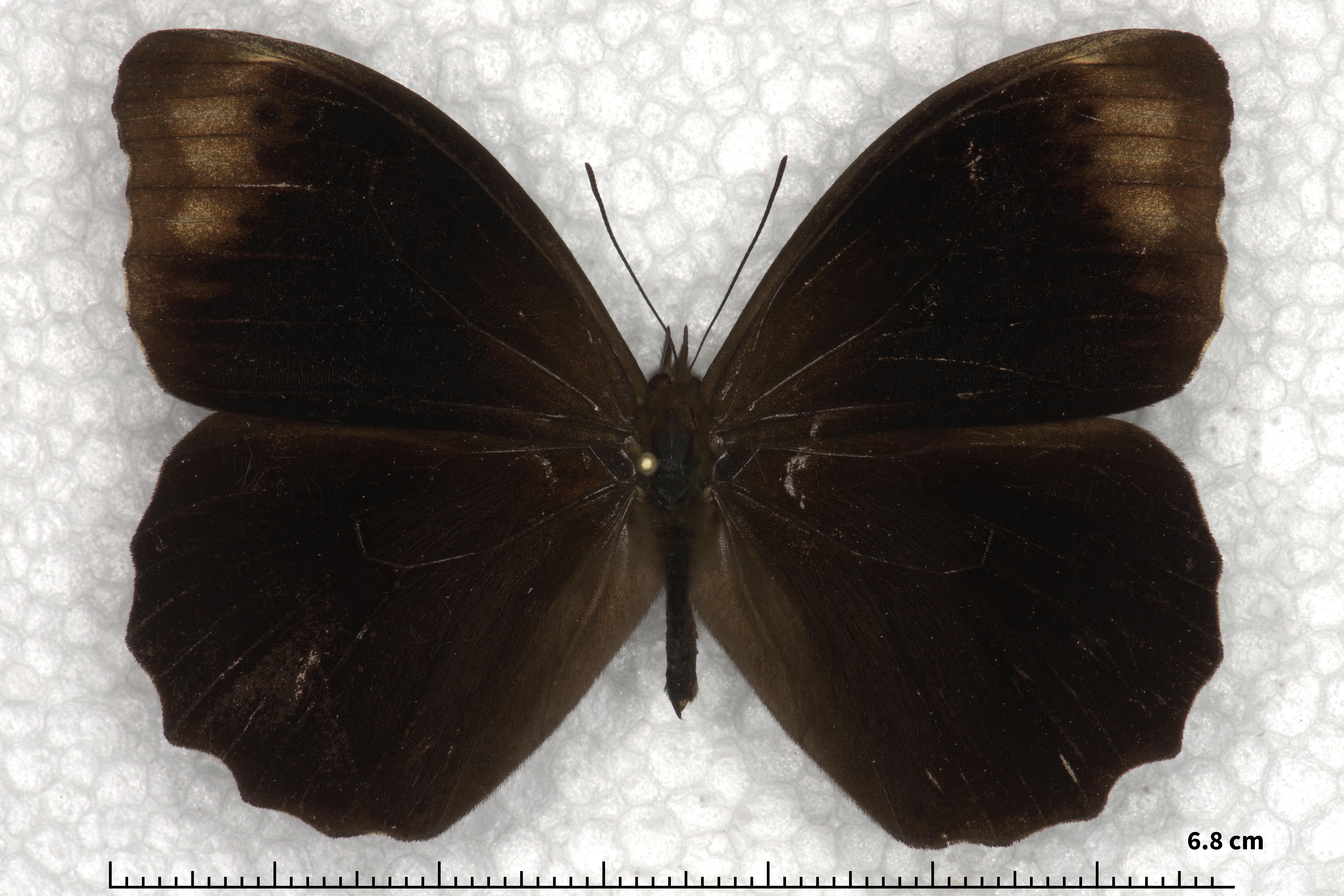 Pronophila orcus locuples Weymer, 1912; Comments: TL: Bolivia
