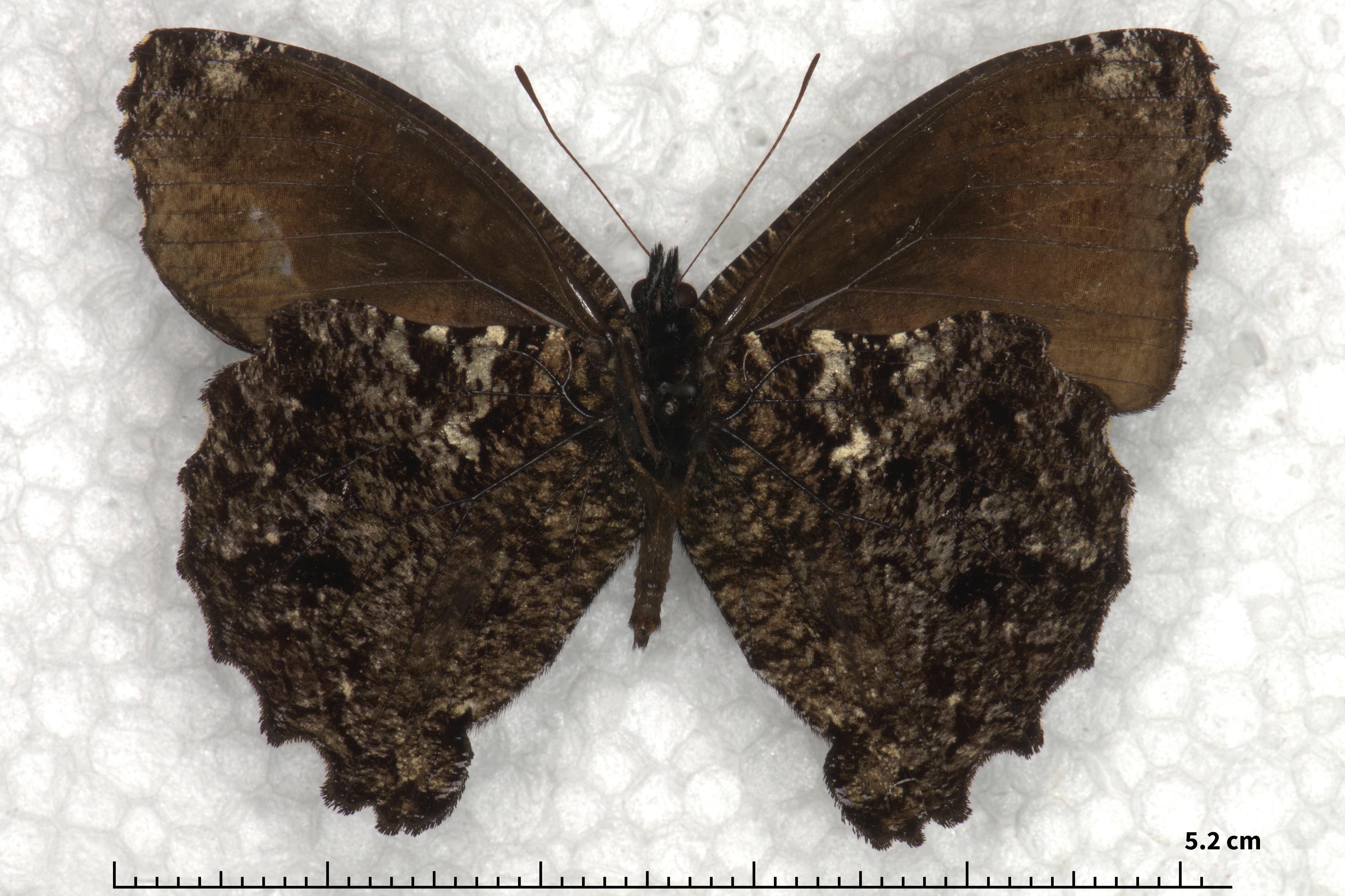 Steroma superba superba A. Butler, 1868; Comments: TL: Bolivia