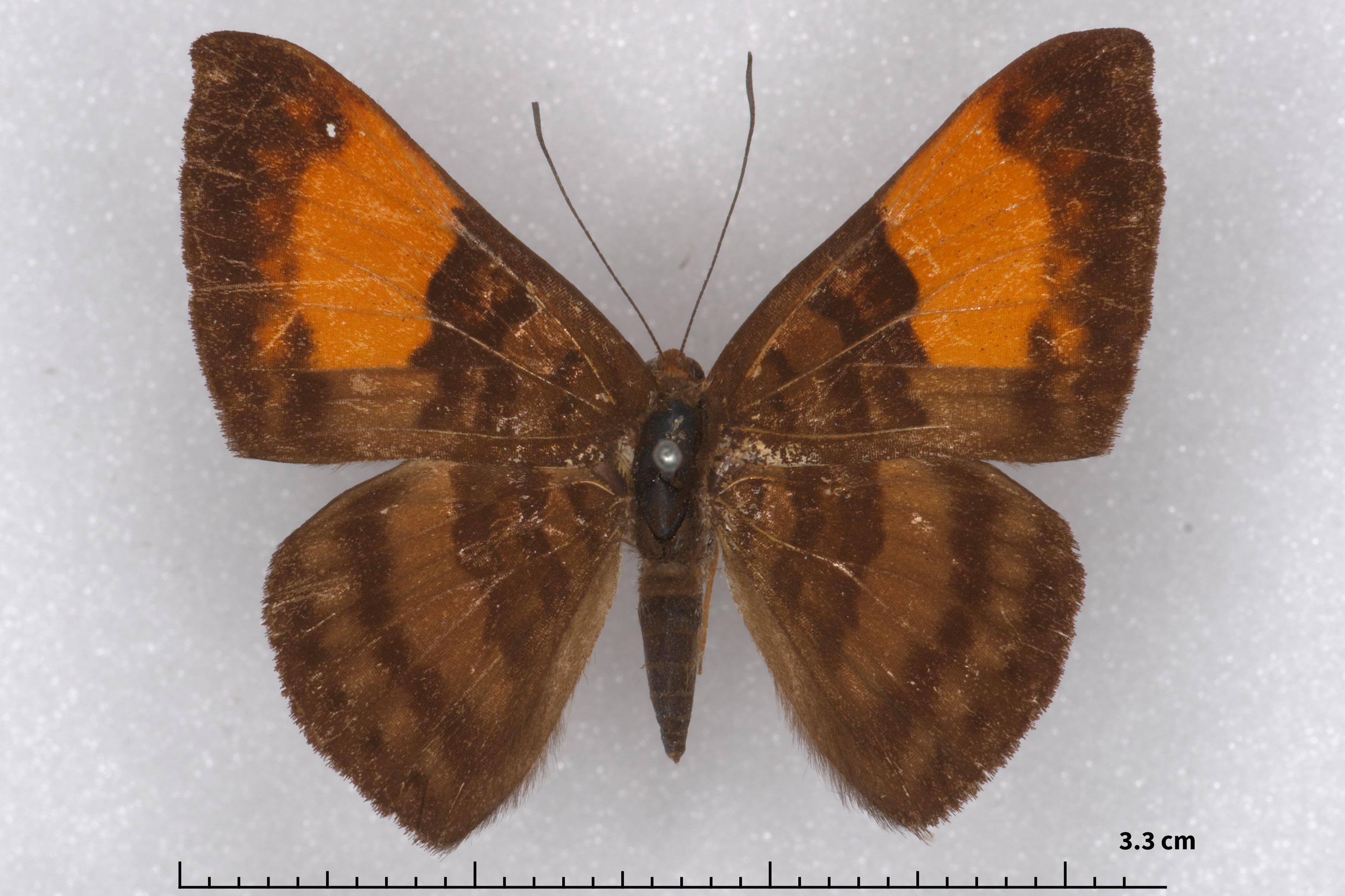 Emesis h. heteroclita (type specimens)