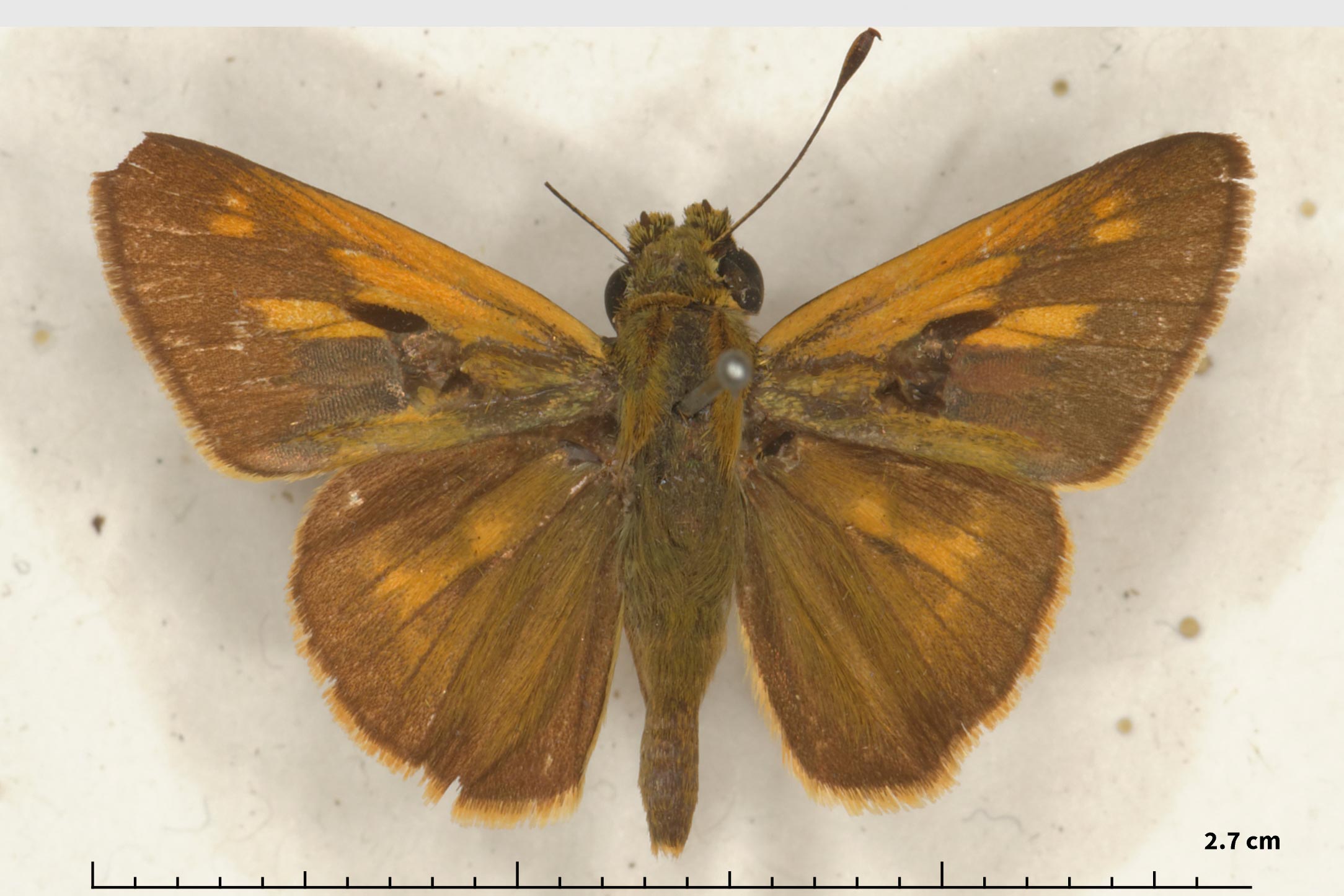 Polites o. otho (type specimens)