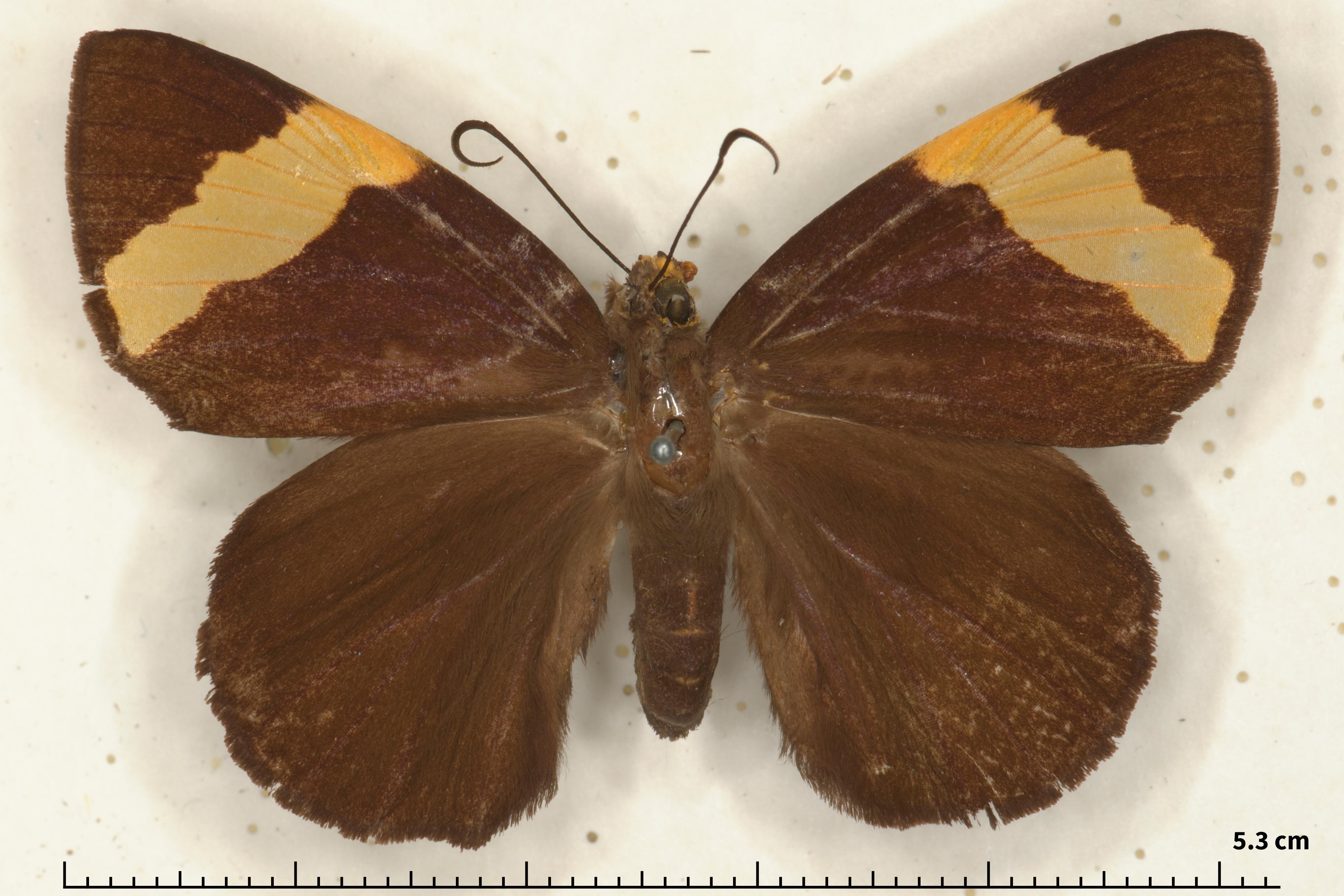Ortholexis melichroptera (type specimens)