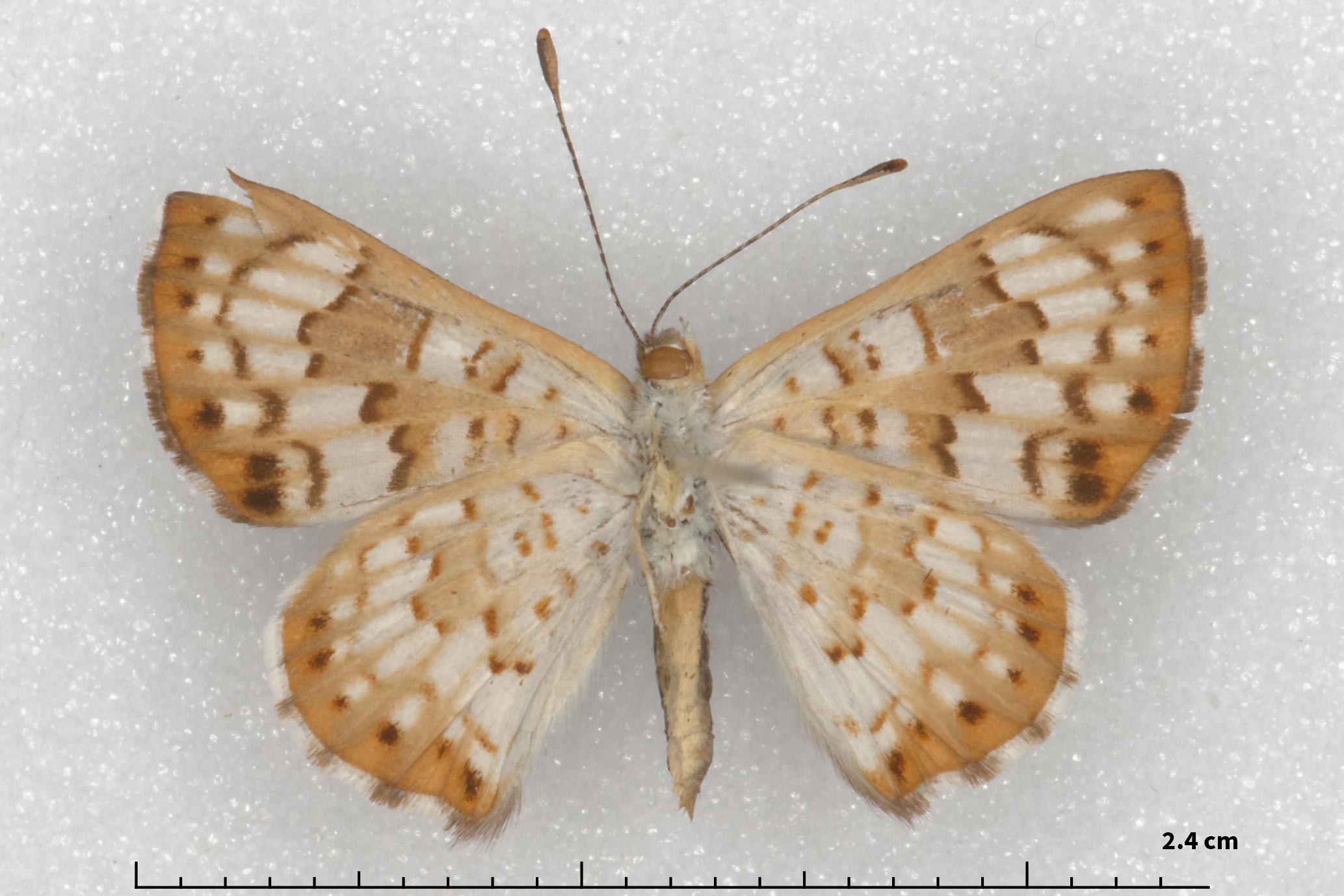 Apodemia h. hypoglauca (pinned specimens)