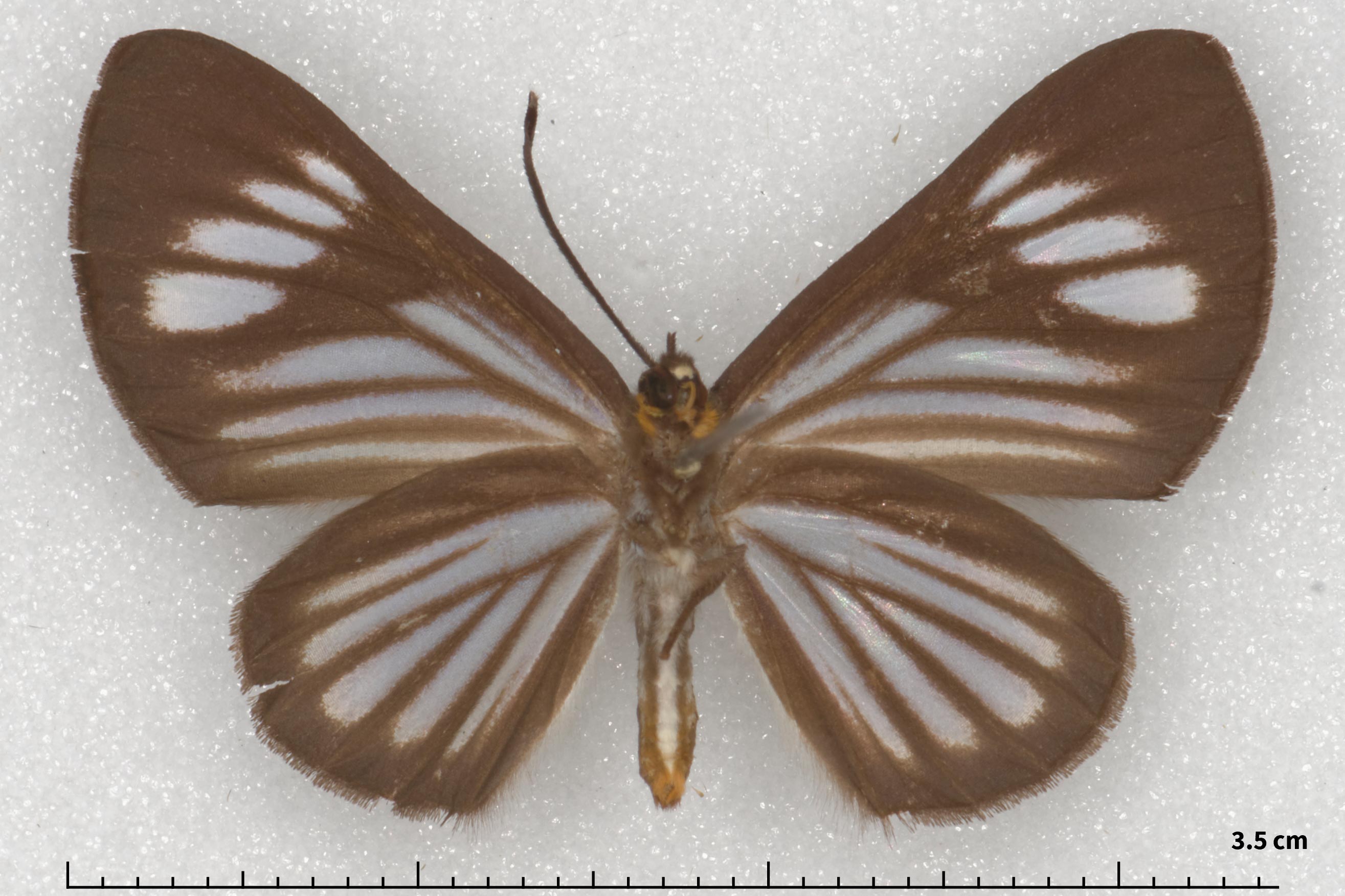 Pheles incerta (type specimens)