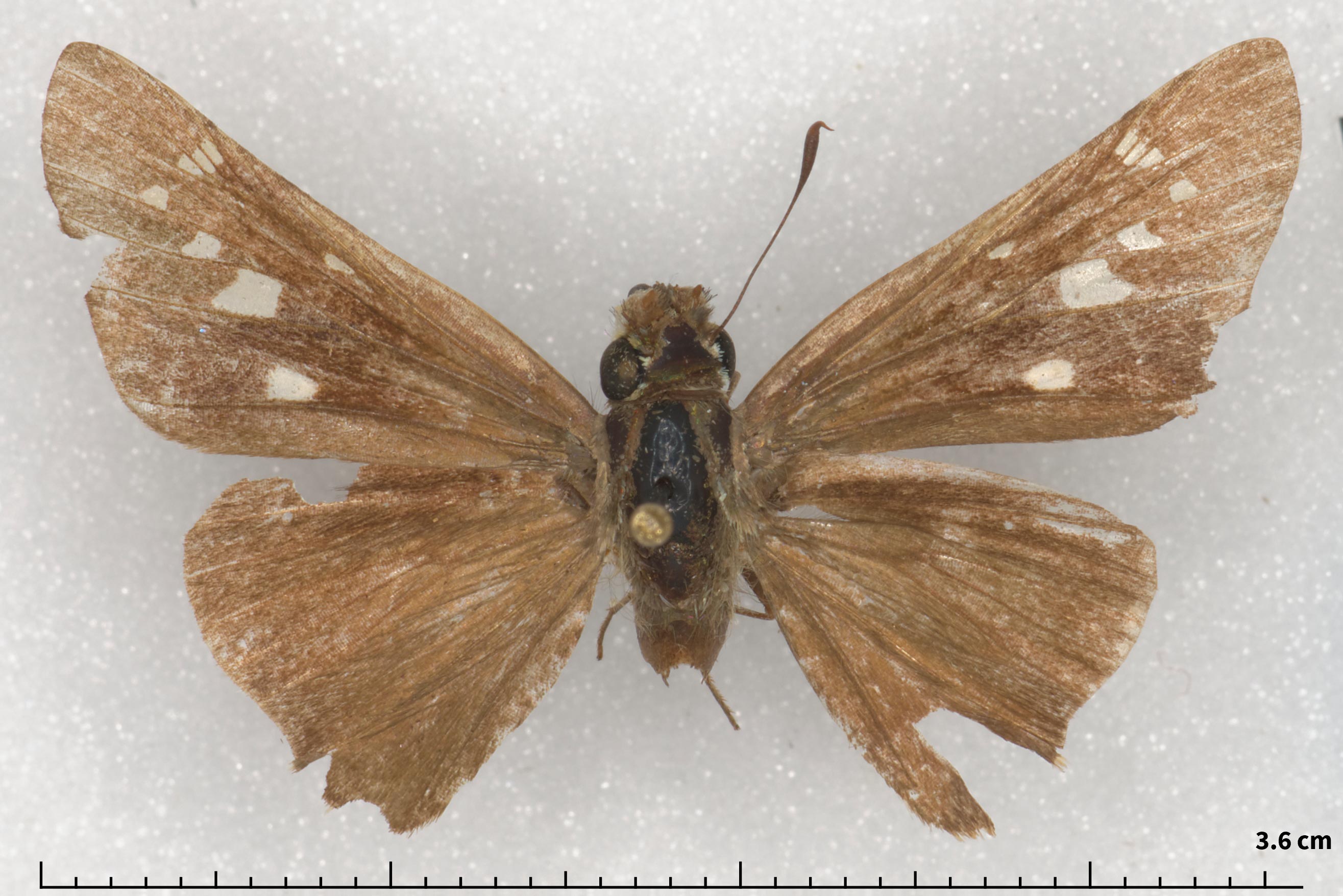 Borbo b. borbonica (pinned specimens)