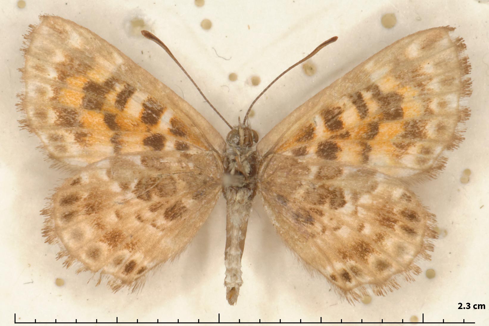 Aricoris campestris (pinned specimens)