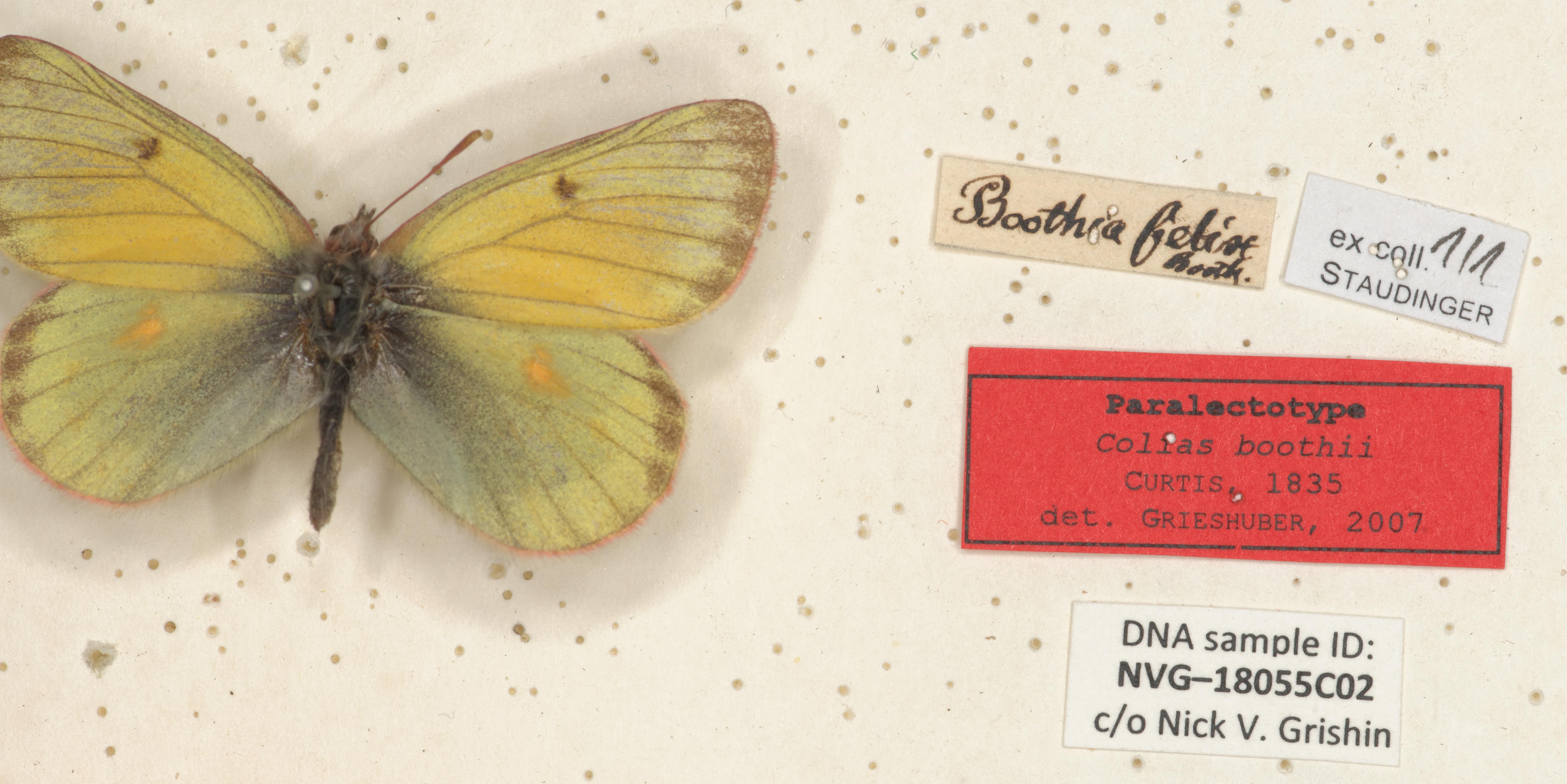 Colias b. boothii (type specimens)
