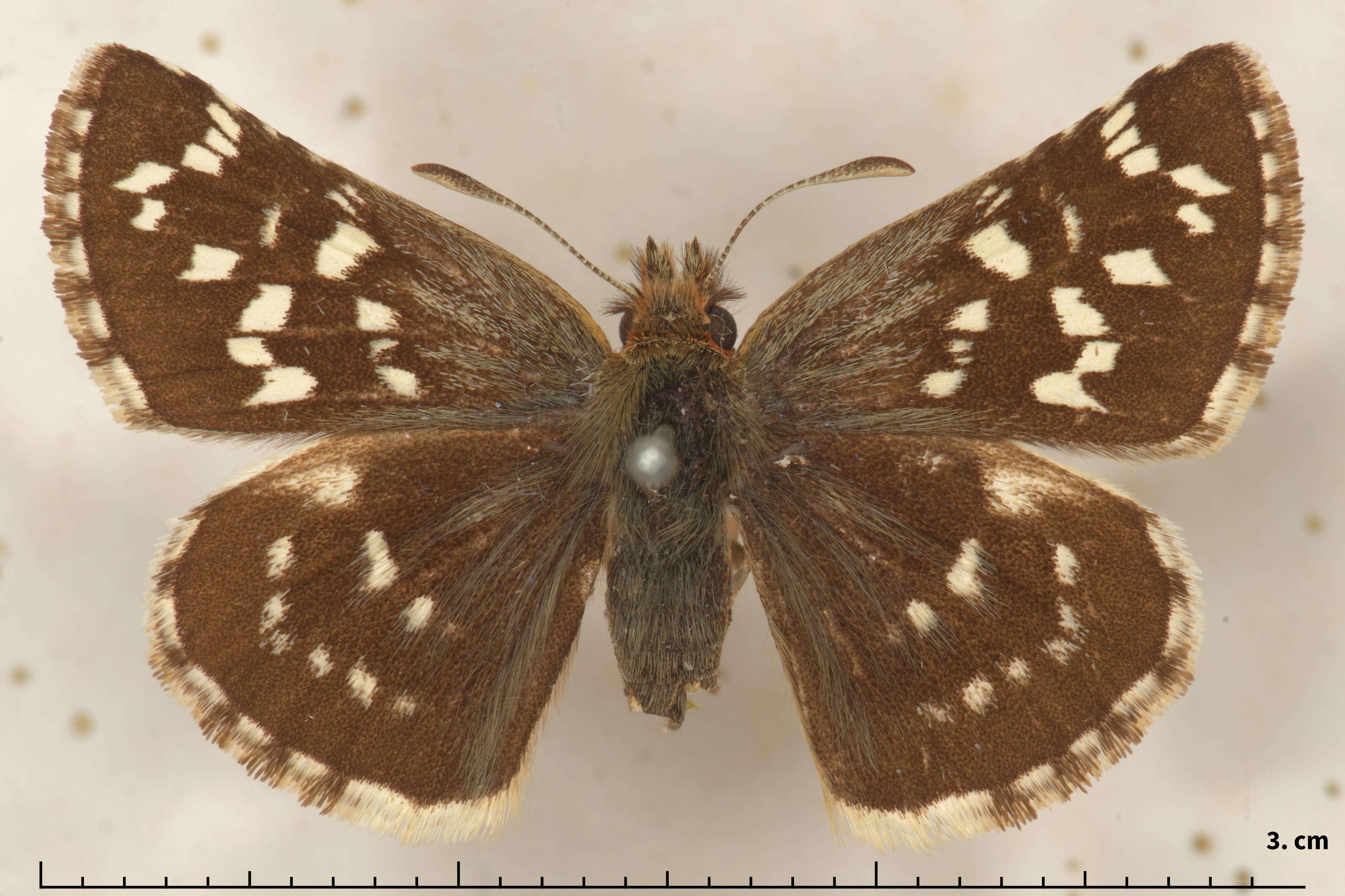 Pyrgus m. maculatus (type specimens)