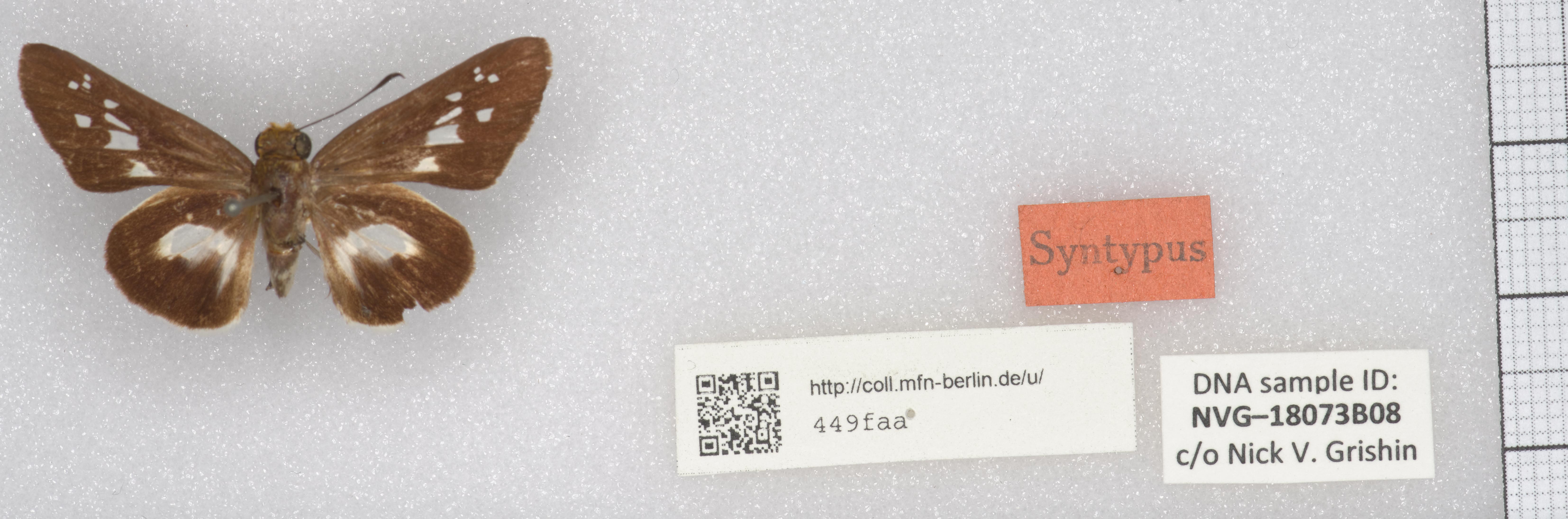 Andronymus caesar philander (type specimens)