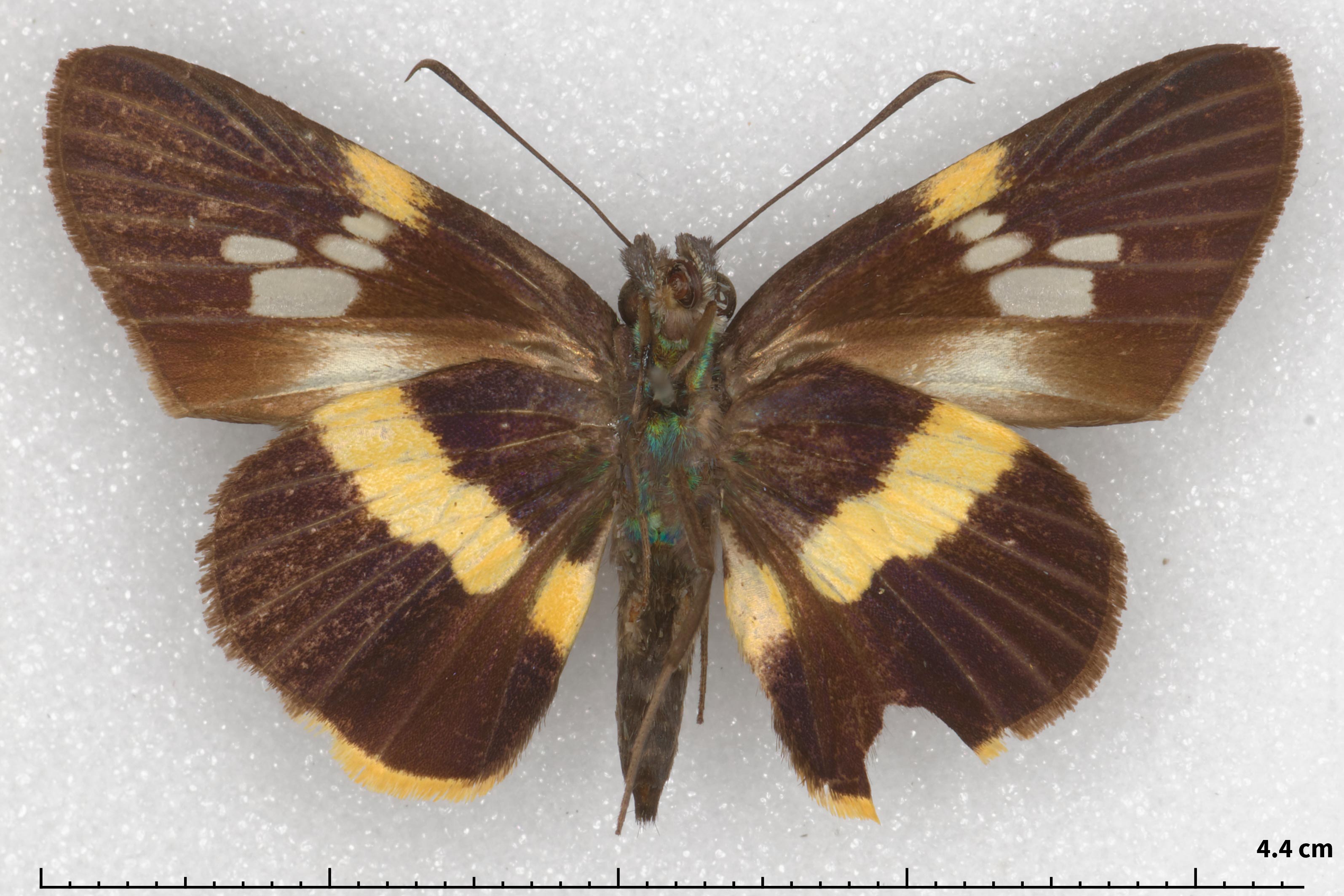 Acerbas s. sarala (pinned specimens)