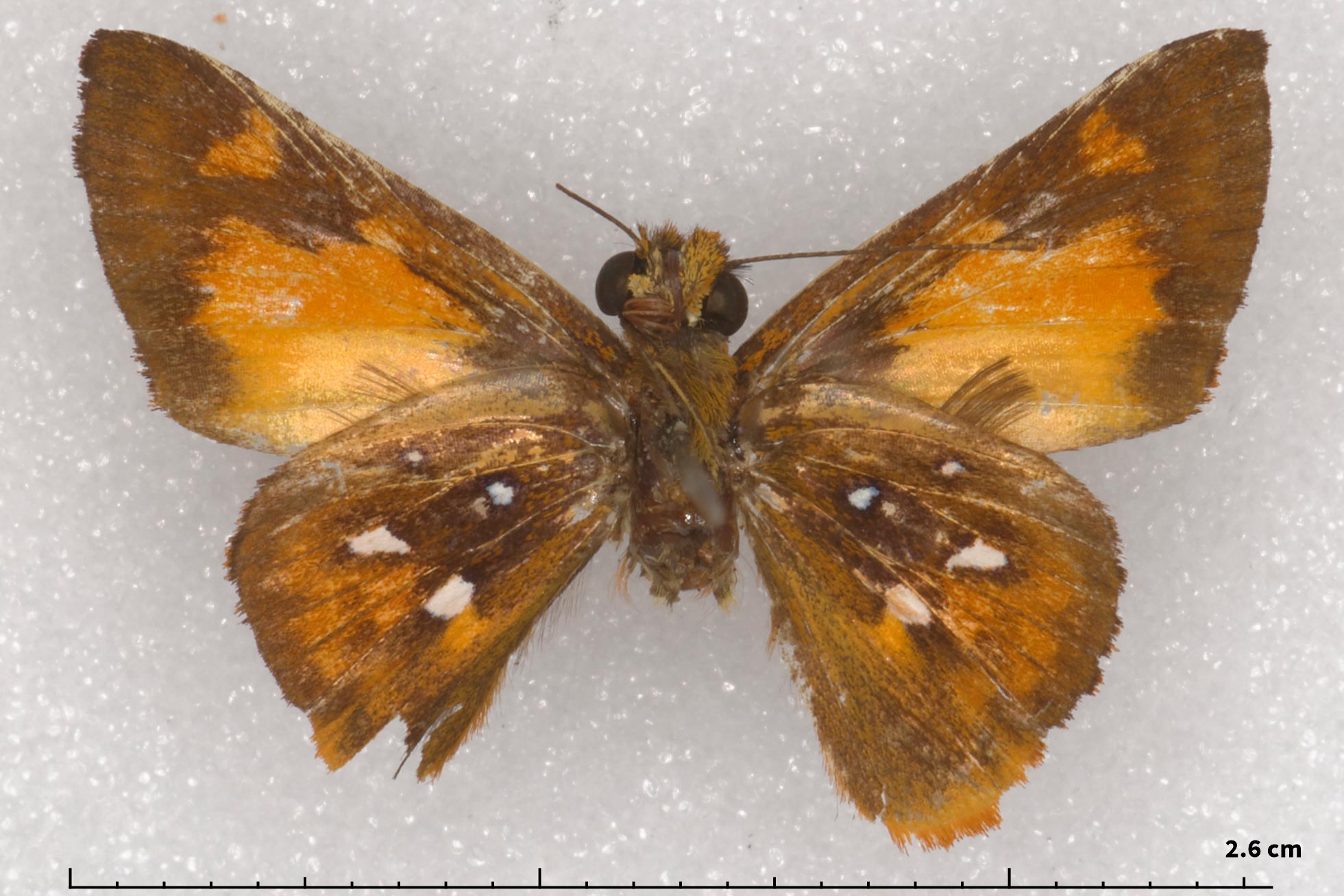 Osmodes adosus (type specimens)