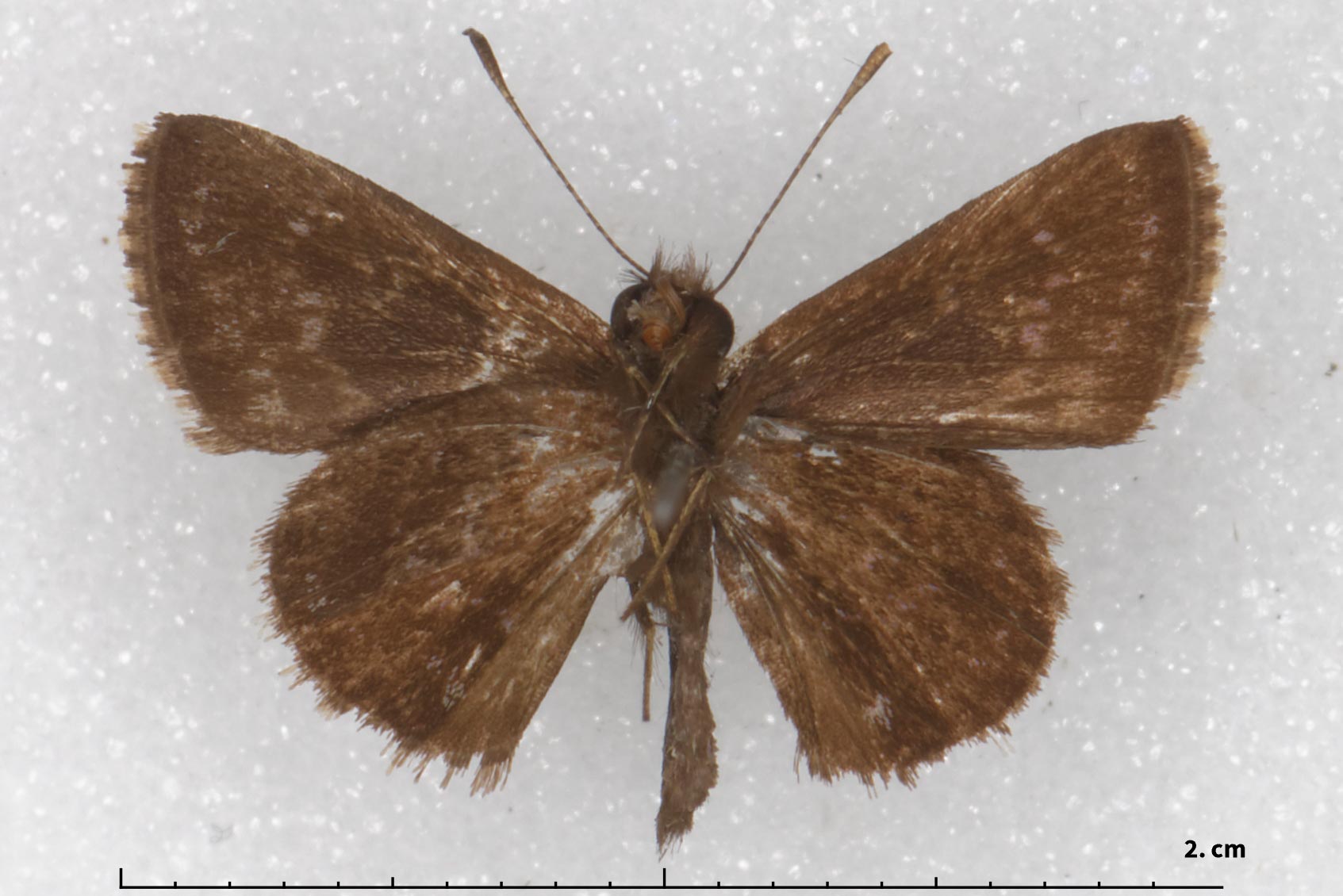 Prosopalpus debilis (type specimens)