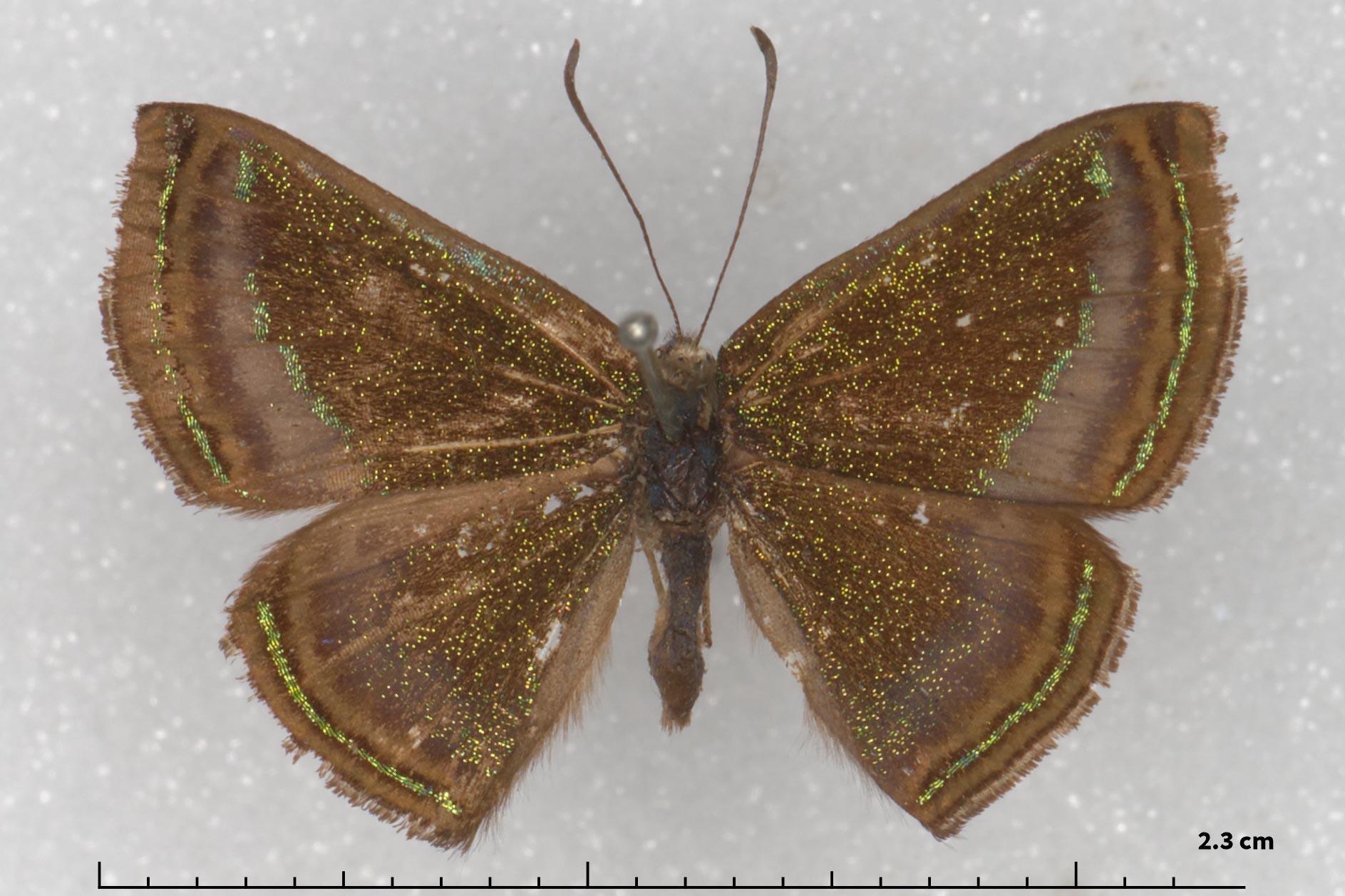 Caria chrysame psittacus (type specimens)