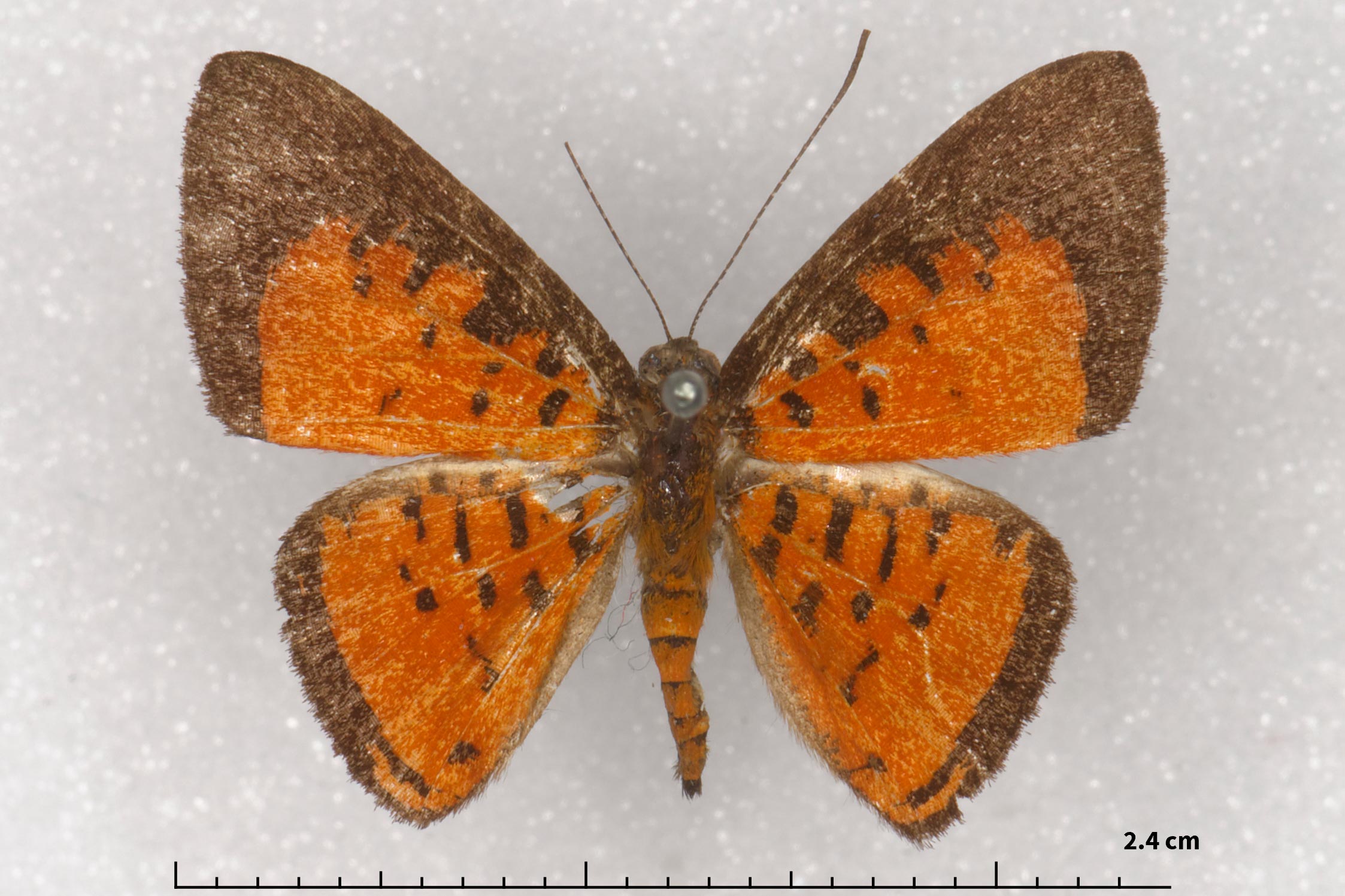 Tigria rubrica (type specimens)