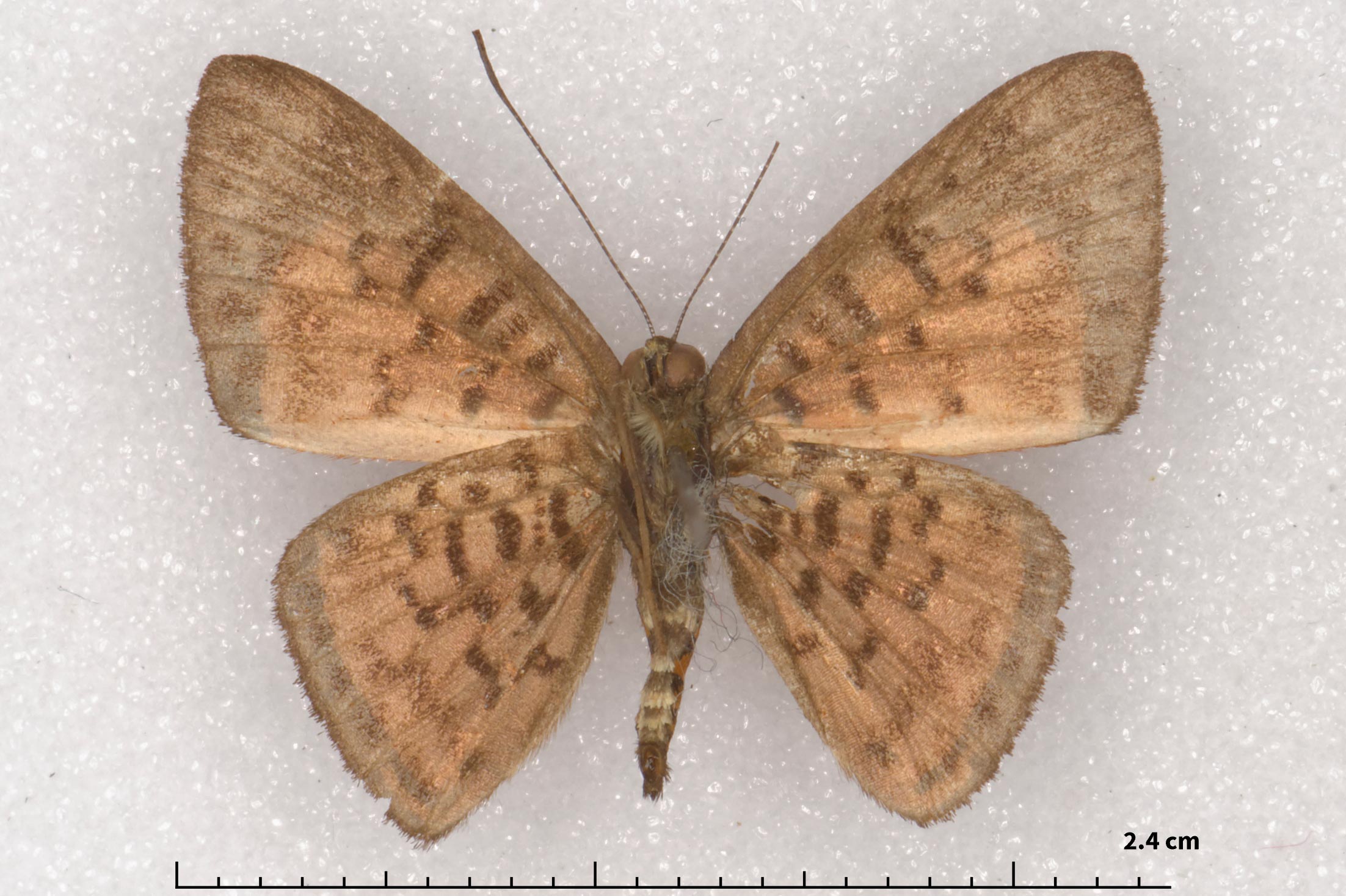 Tigria rubrica (type specimens)