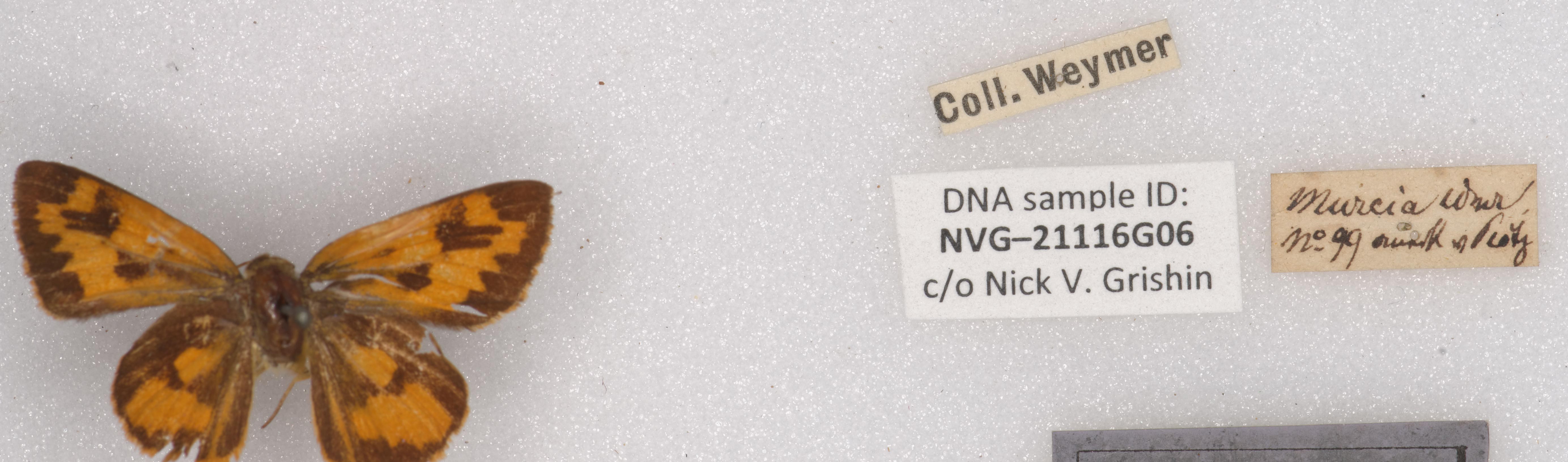 Pardaleodes incerta murcia (type specimens)