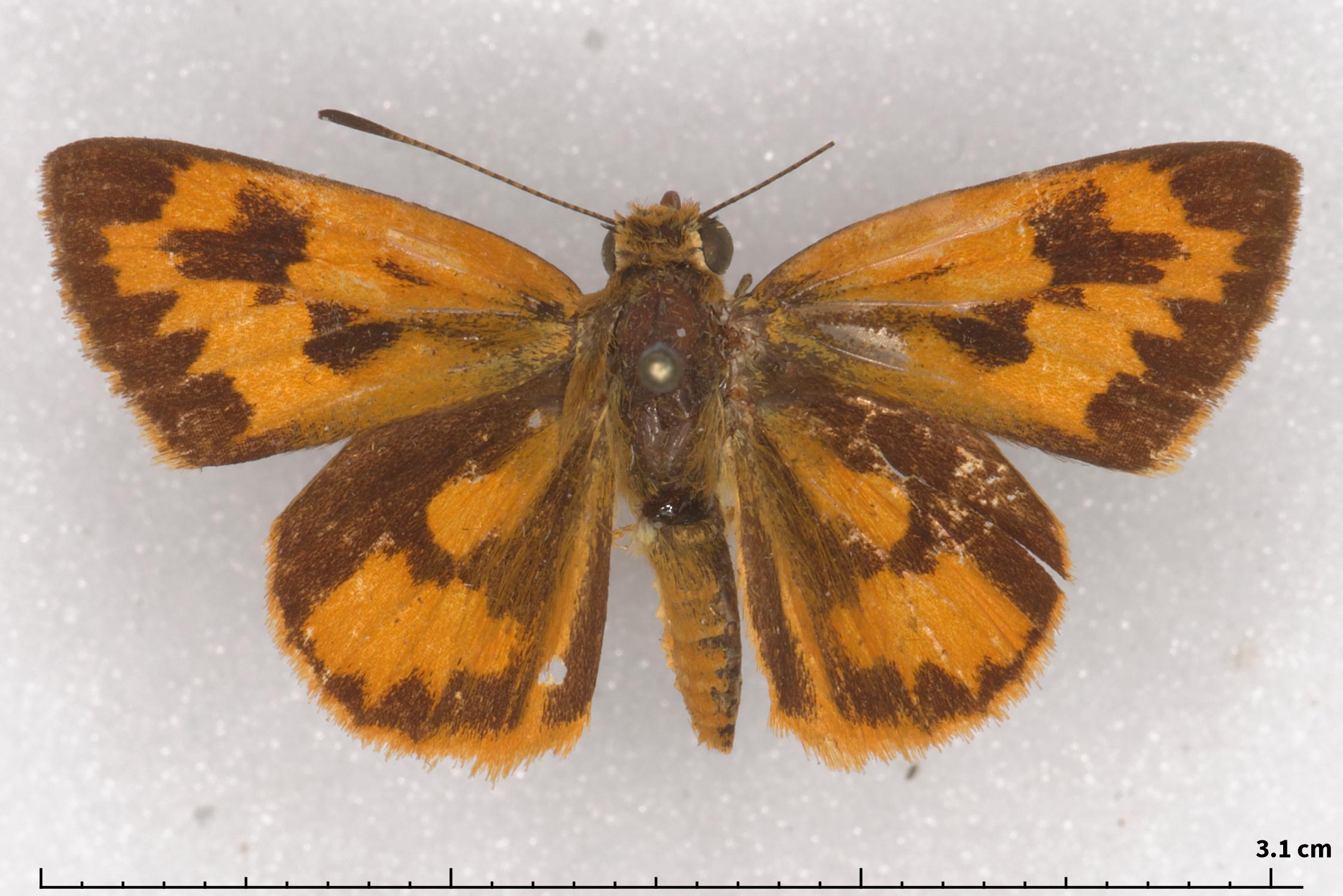 Pardaleodes incerta murcia (type specimens)